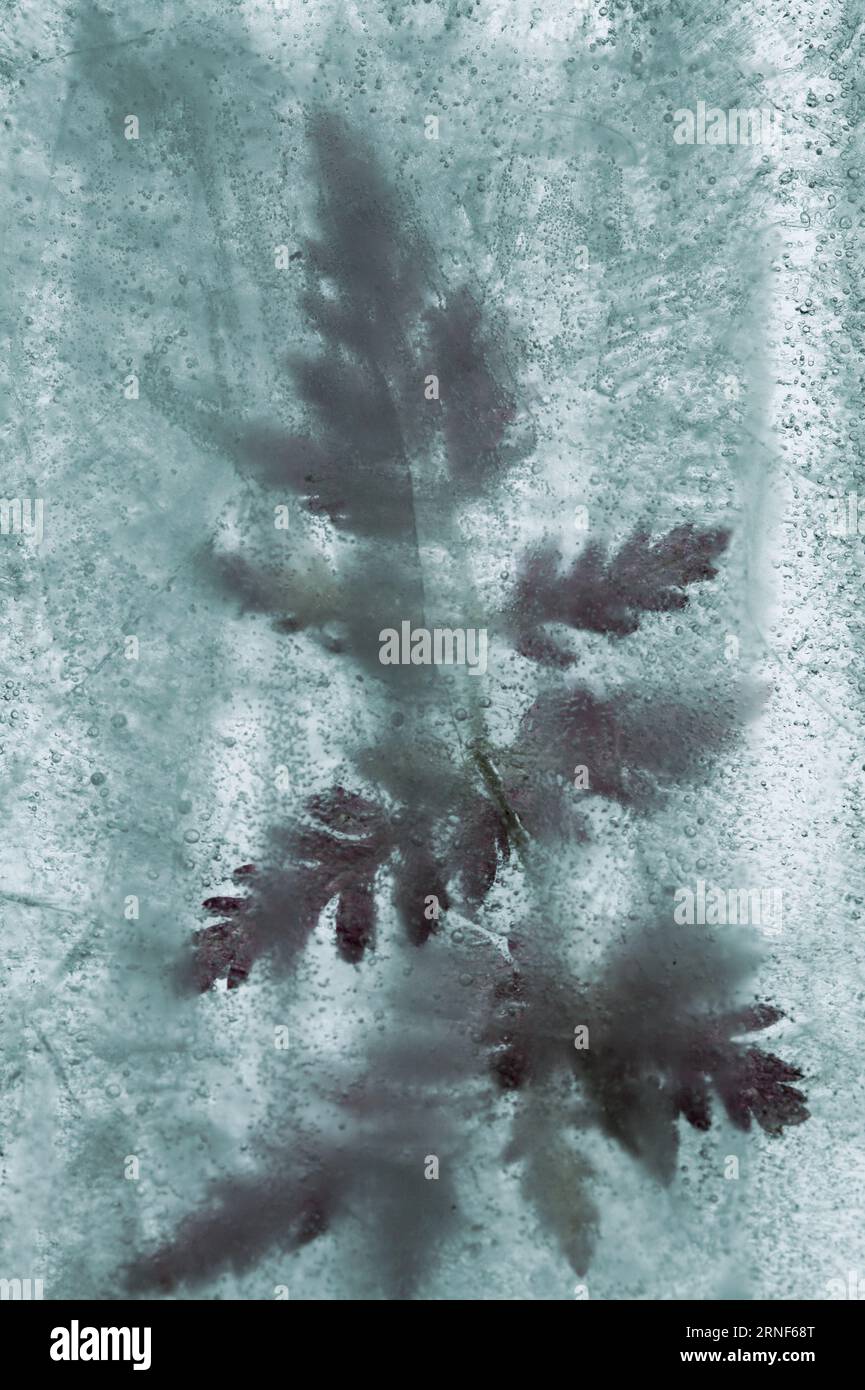 Plants frozen within a block of ice, air bubble texture Stock Photo - Alamy