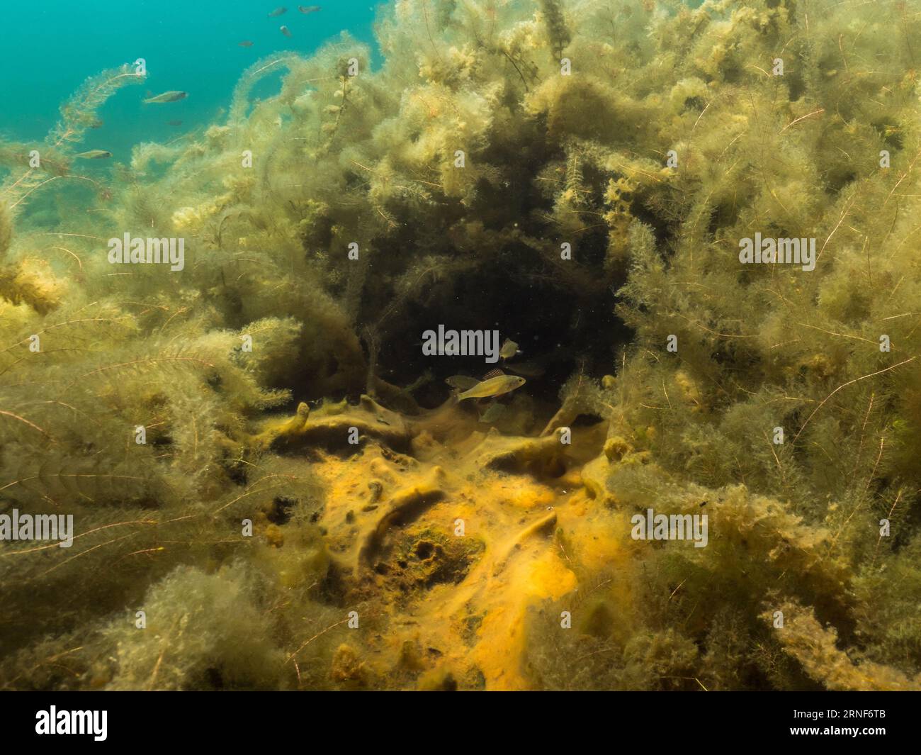 Dense vegetation of aquatic plants and perch around groundwater source ...