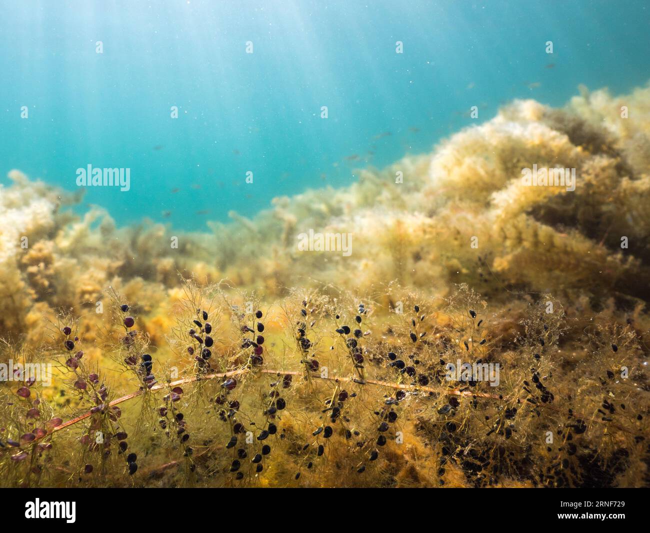 Bladderwort bladder trap hi-res stock photography and images - Alamy