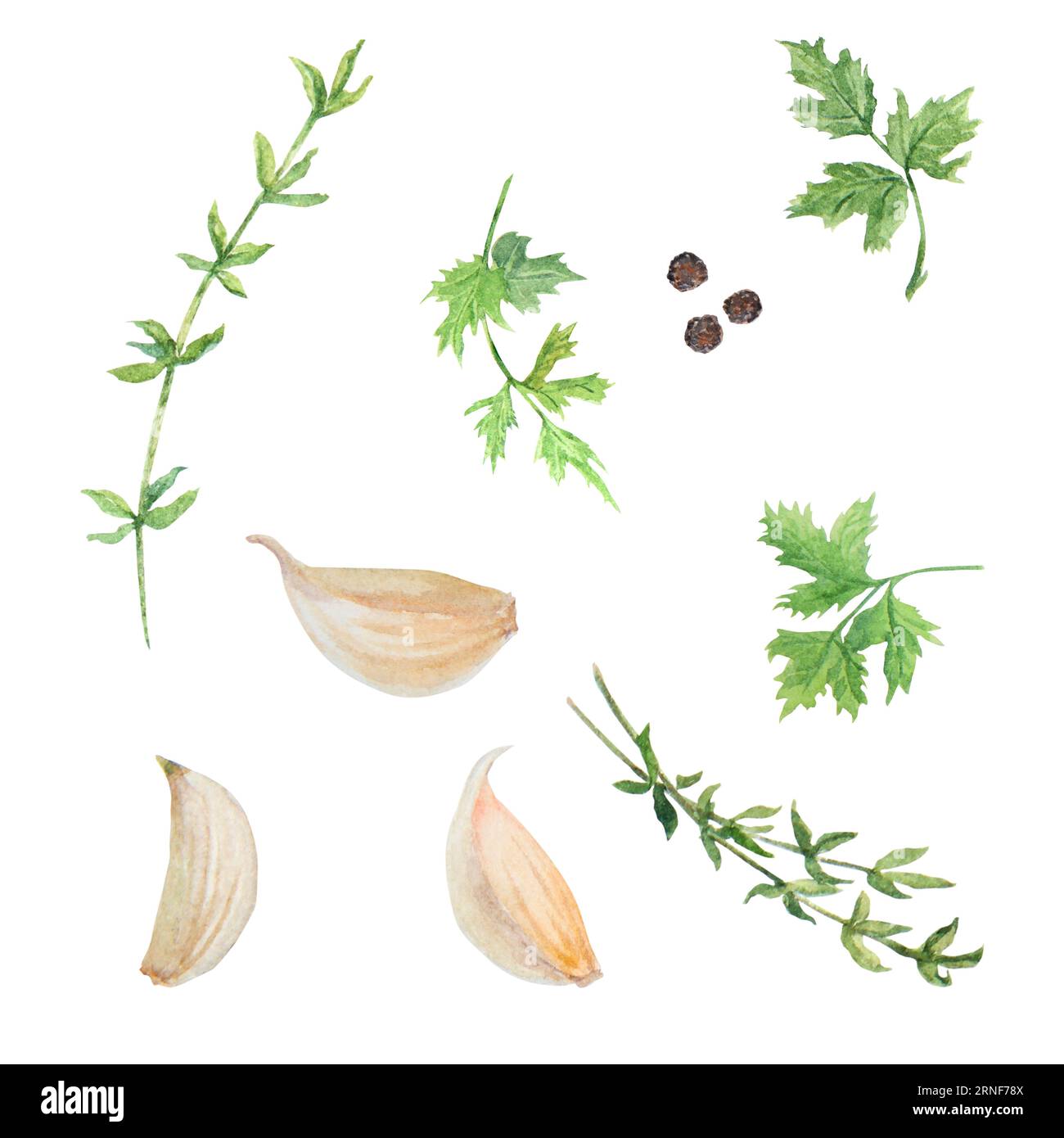 Watercolor illustration of garlic, pepper, thyme and persley. Botanical ...