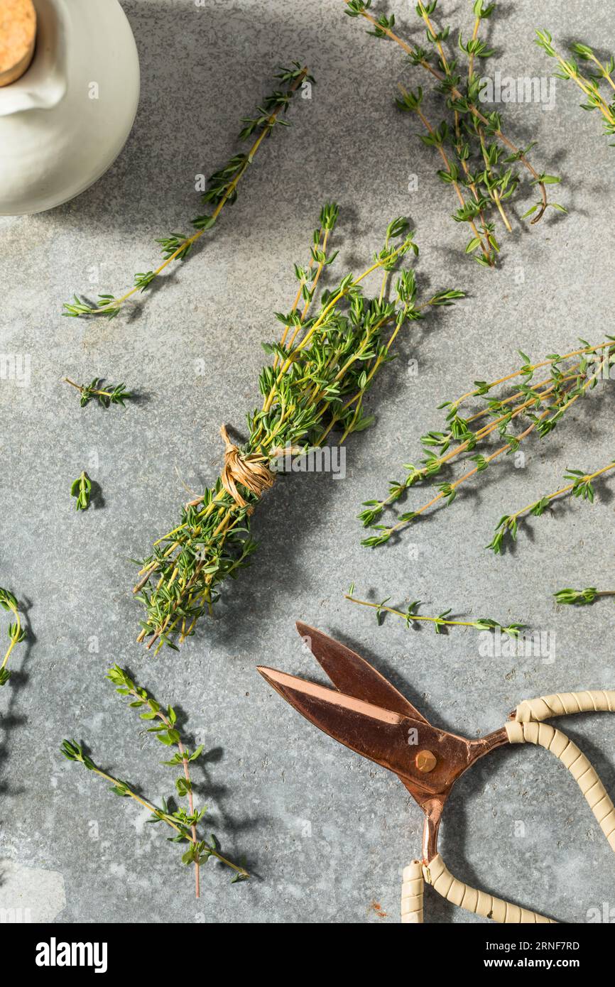 Green fresh thyme hi-res stock photography and images - Alamy