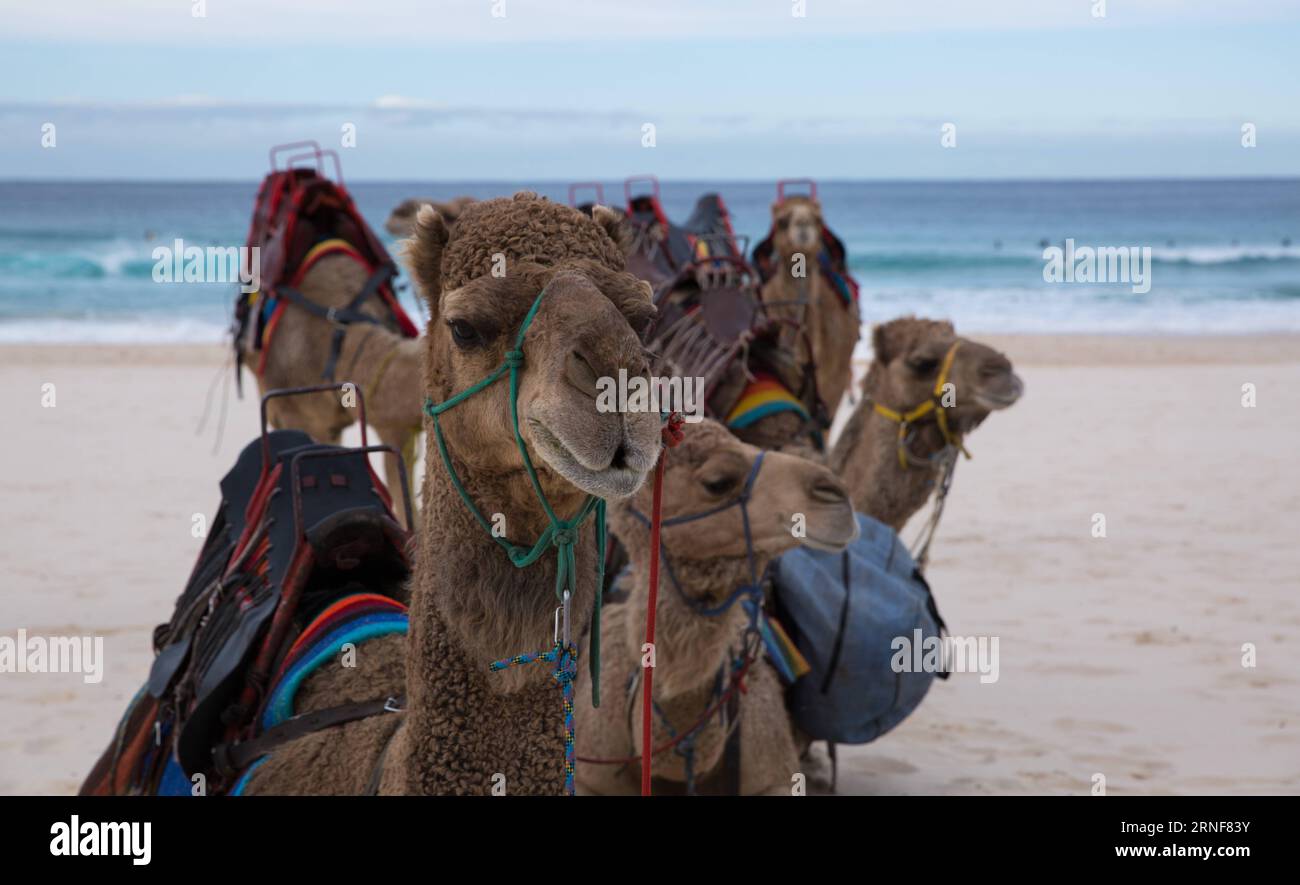 Australia wild camels hi-res stock photography and images - Alamy