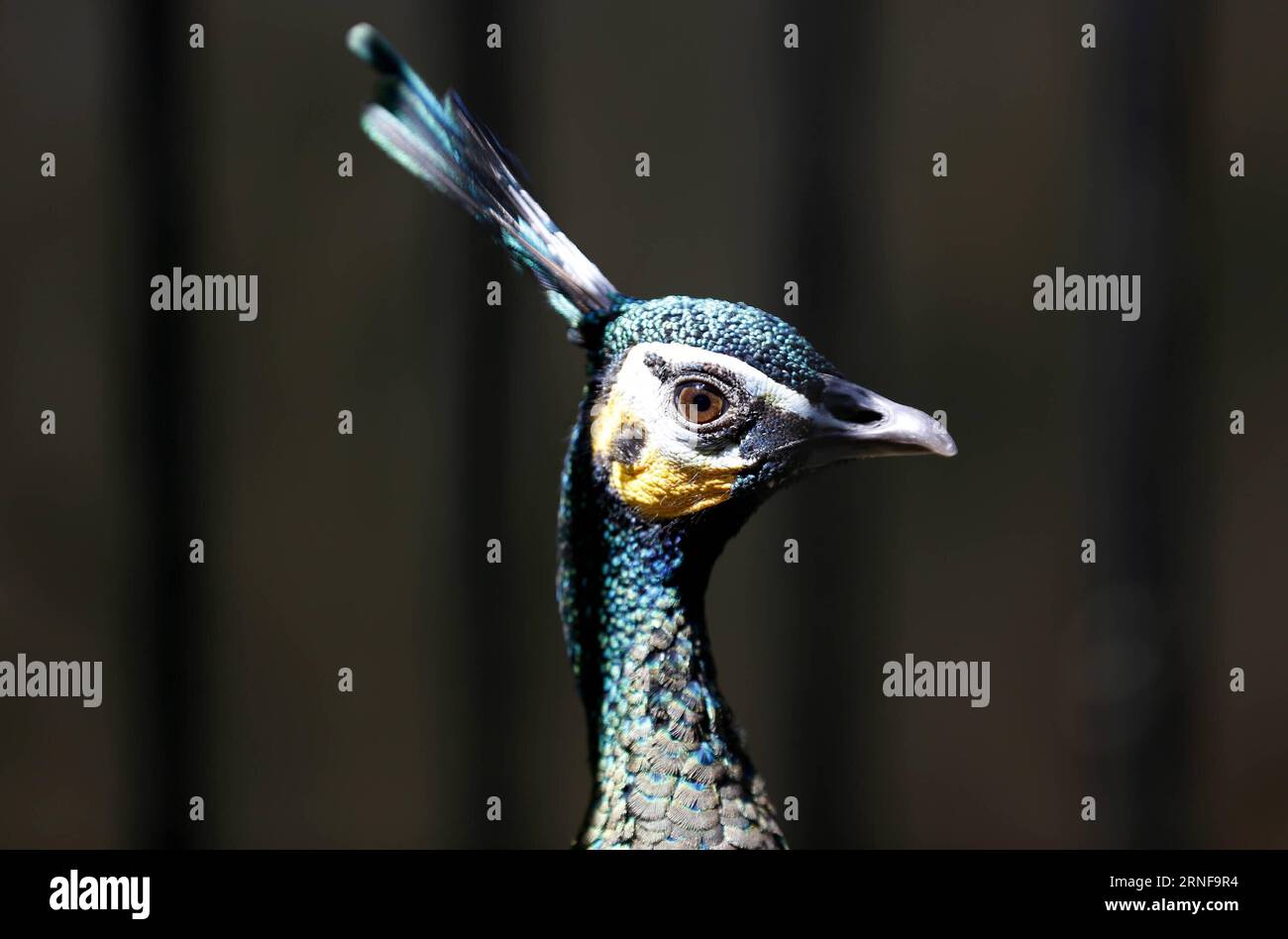 (160726) -- YANGON, July 26, 2016 -- Photo taken on July 26, 2016 shows ...