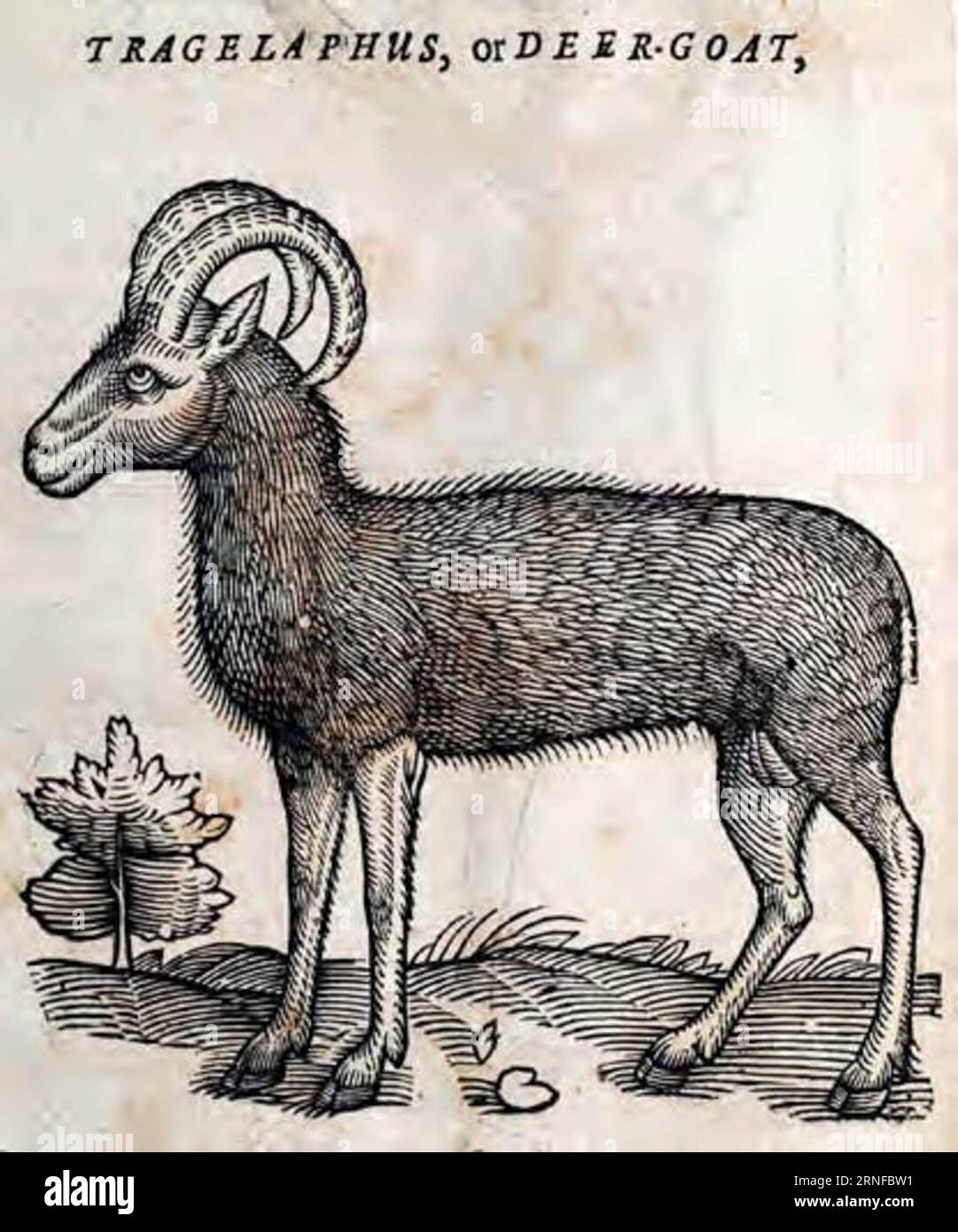 This is a woodcut is of the tragelaph from the book, The History of ...