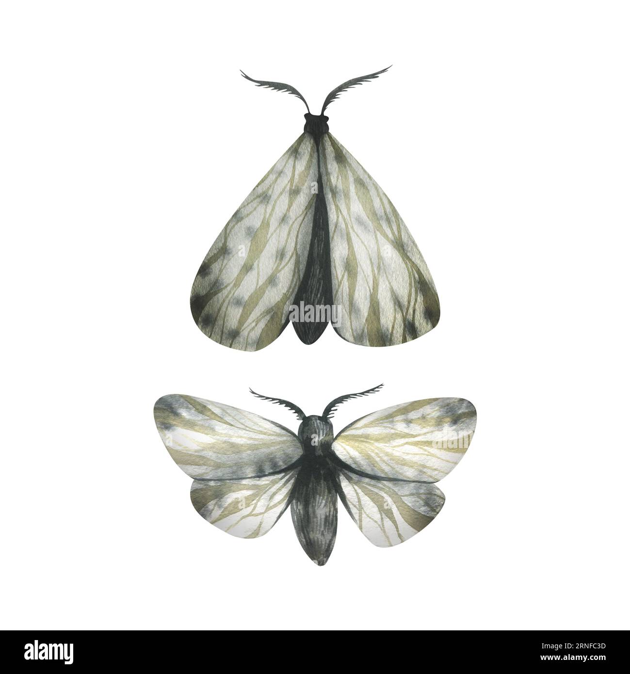 Gray night moths flying and with folded wings. Watercolor illustration ...