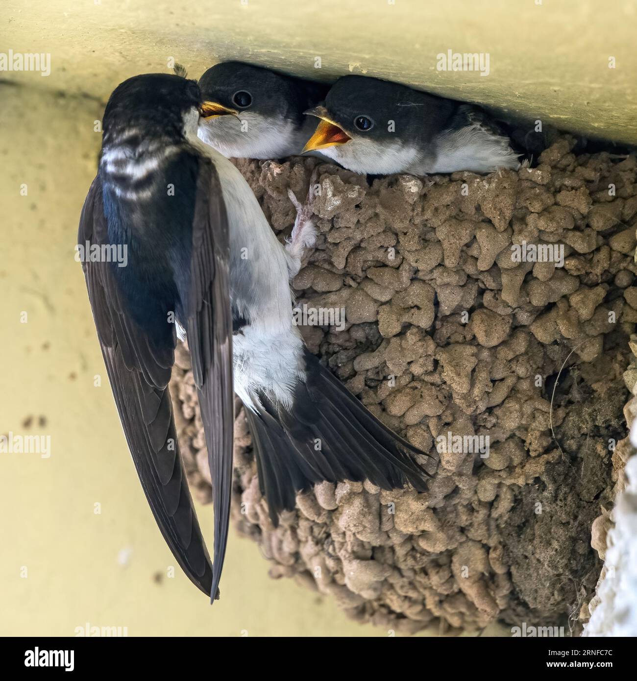 Rock martins hi-res stock photography and images - Alamy