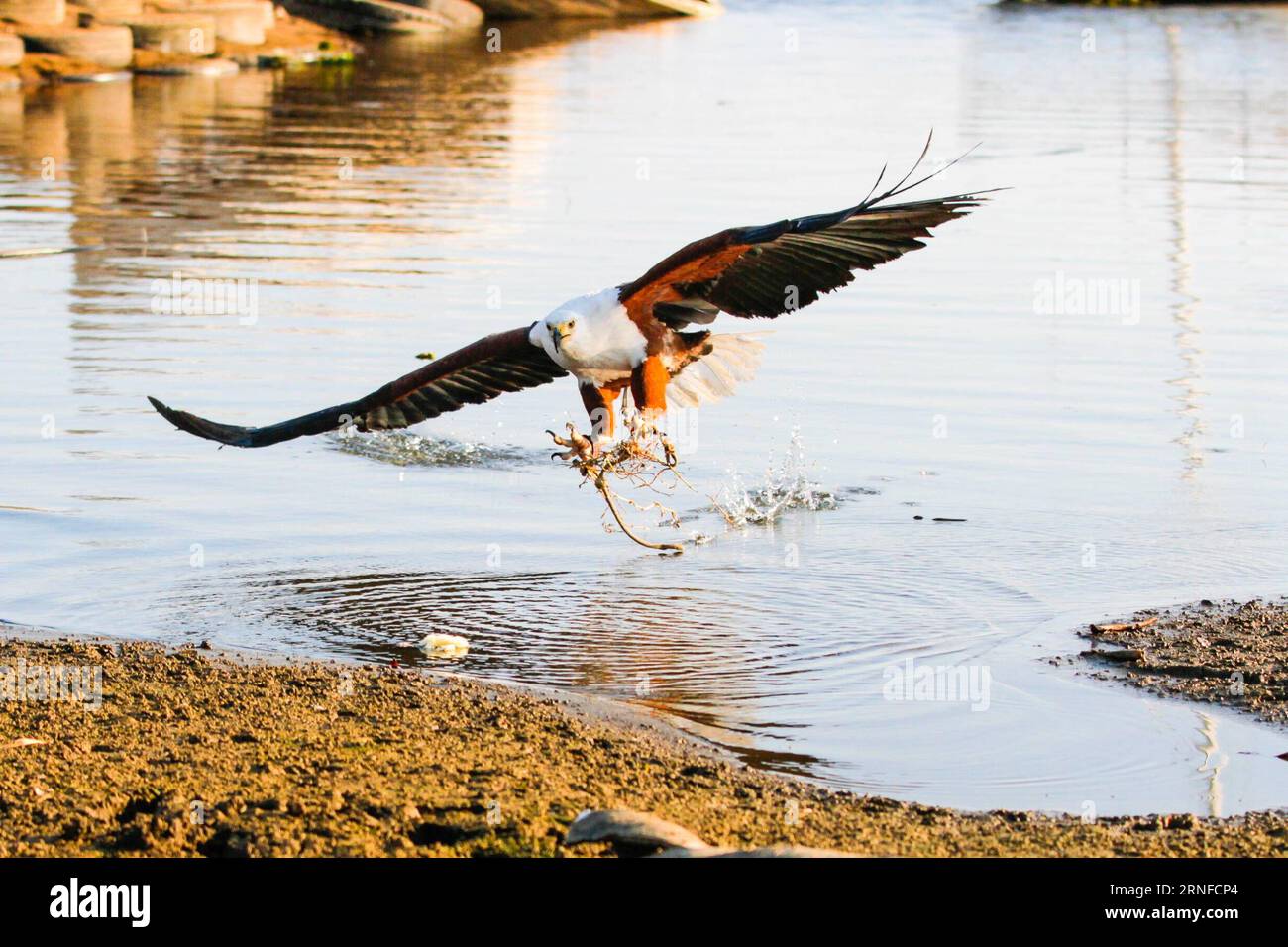 HARARE, An African fish eagle is seen at a bird park in the suburbs of ...