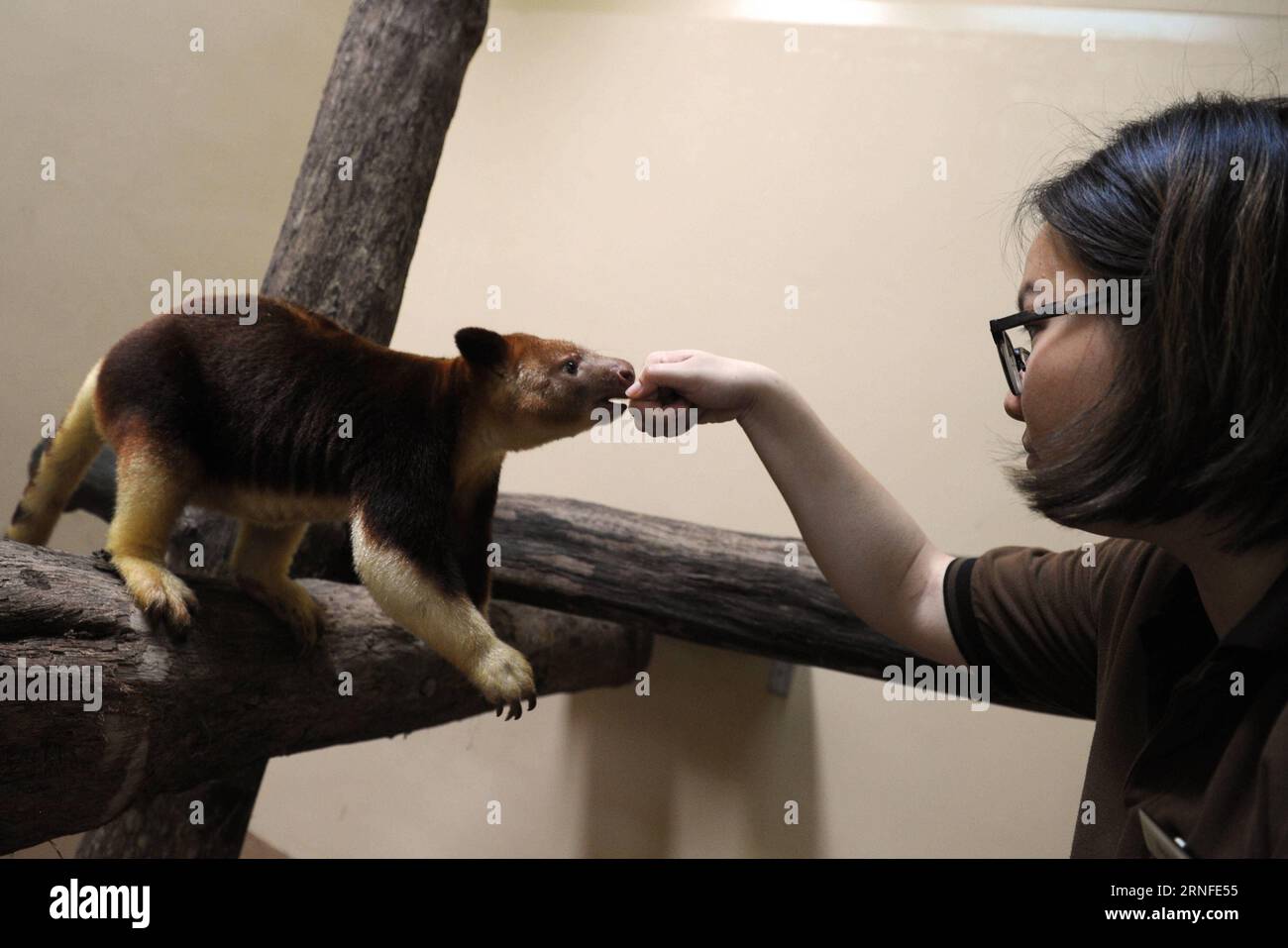 (160803) -- SINGAPORE, Aug. 3, 2016 -- 22-month-old male Goodfellow s ...