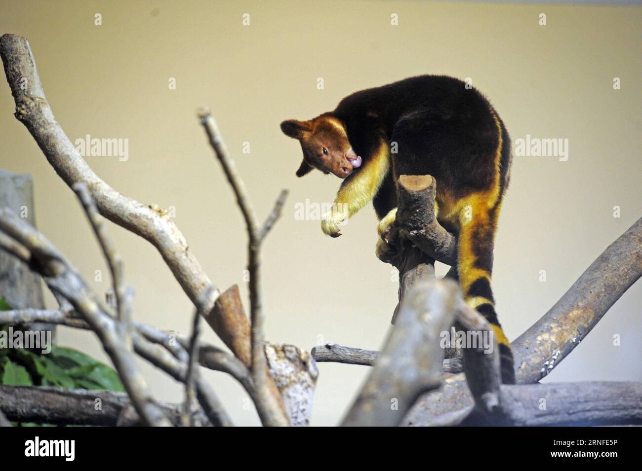 (160803) -- SINGAPORE, Aug. 3, 2016 -- 22-month-old male Goodfellow s ...