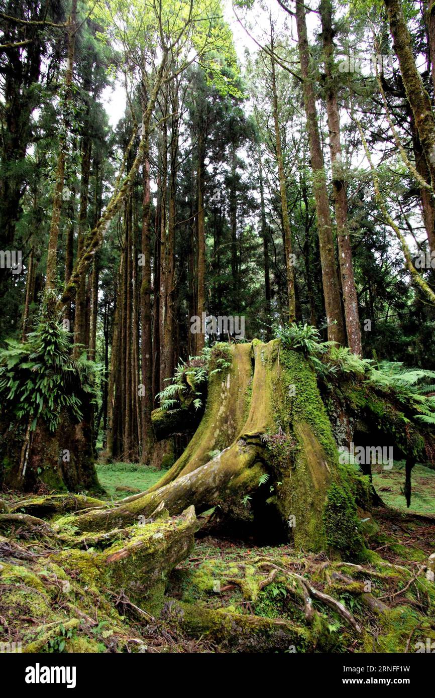 (160805) -- ALI MOUNTAIN, Aug. 5, 2016 -- Photo taken on Aug. 5, 2016 ...