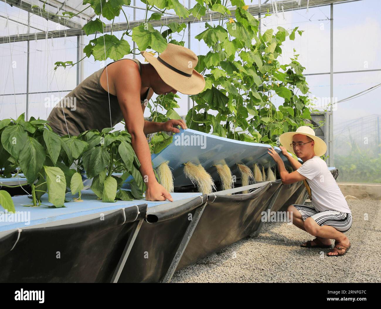 Plants without roots hi-res stock photography and images - Alamy