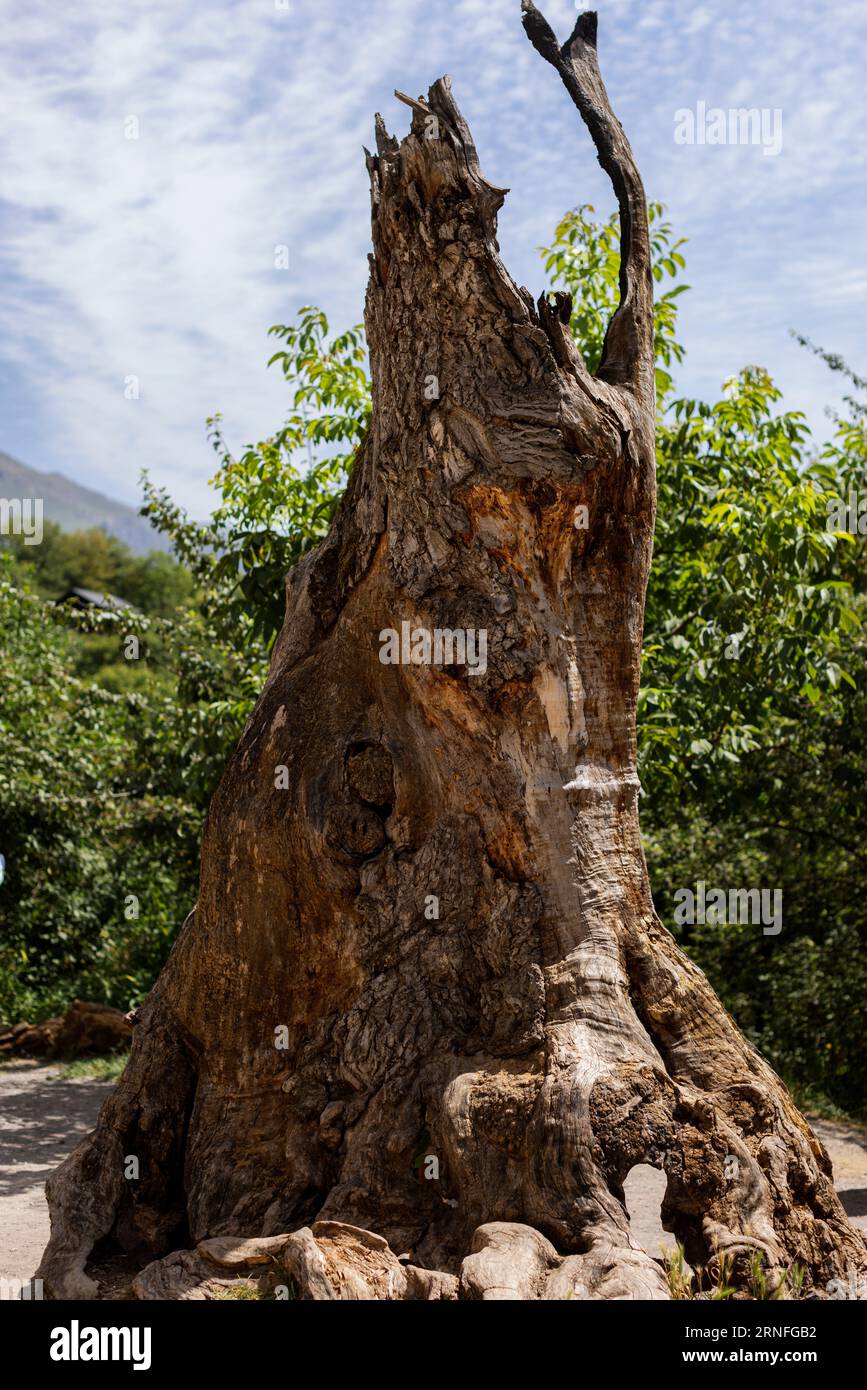 An imposing tree stump rests in front of a majestic mountainous ...