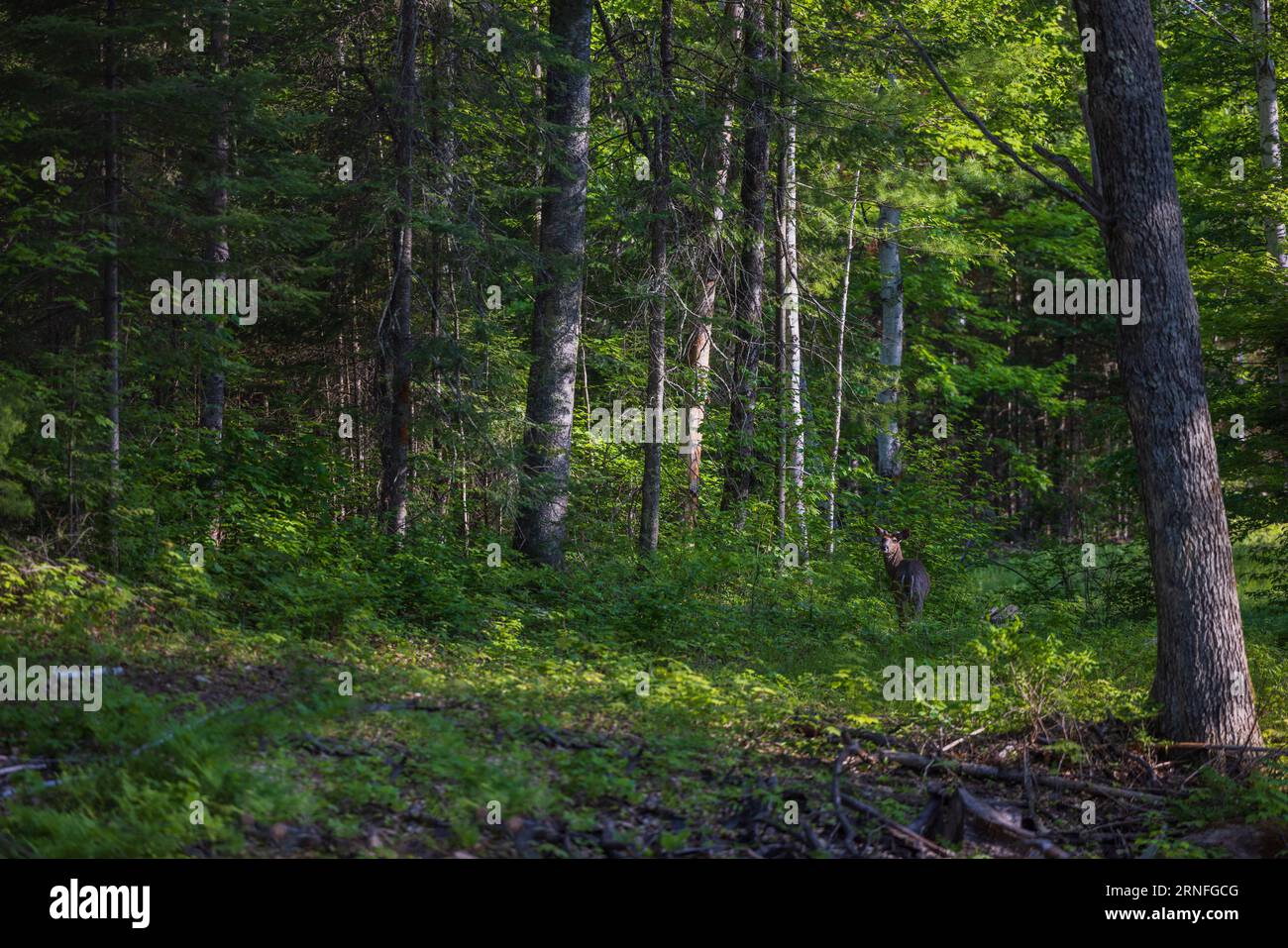 Mature white-tailed buck deep within the Chequamegon National Forest in ...