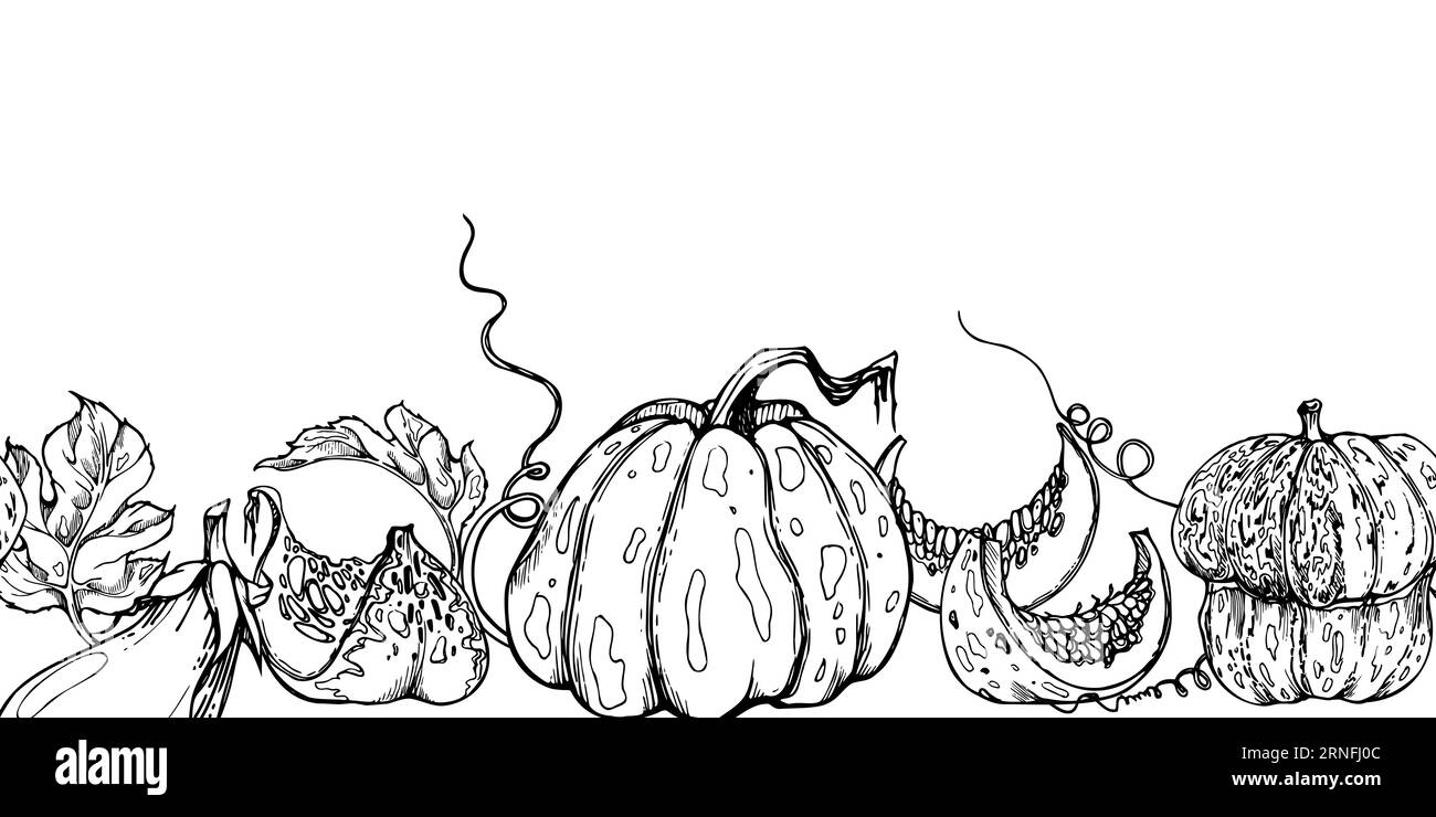 Hand drawn ink vector pumpkin gourd squash flower, tendrils and leaf ...