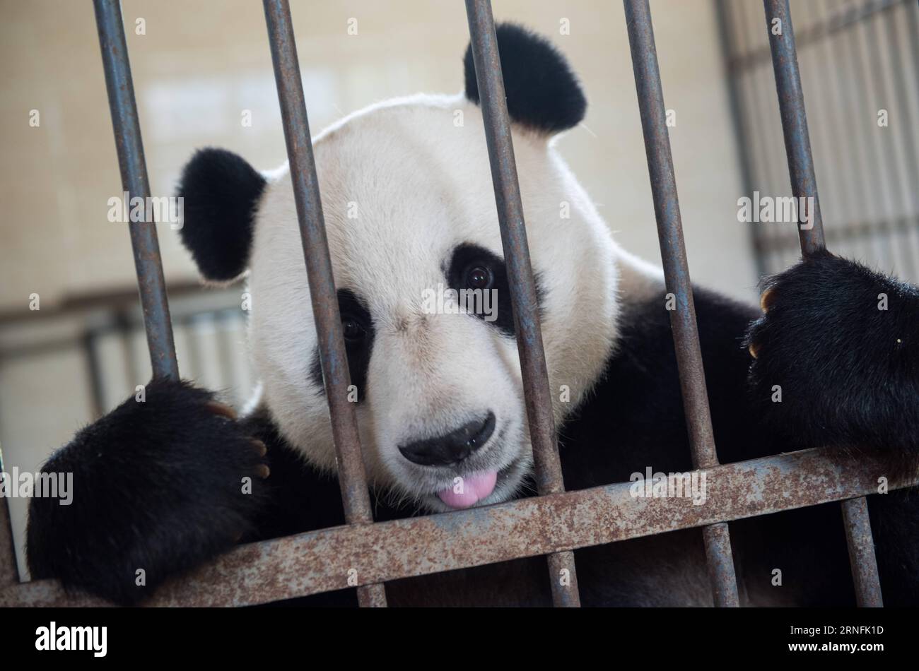 Huayingshan wild training base hi-res stock photography and images - Alamy
