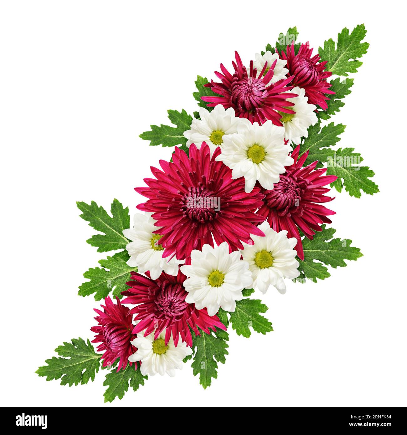 Aster flowers bouquet isolated on white Stock Photo - Alamy