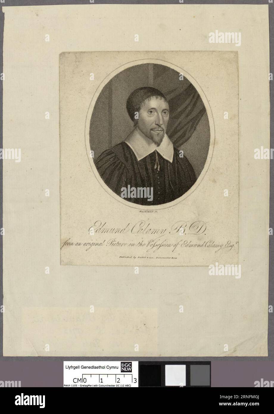 Calamy hi-res stock photography and images - Alamy