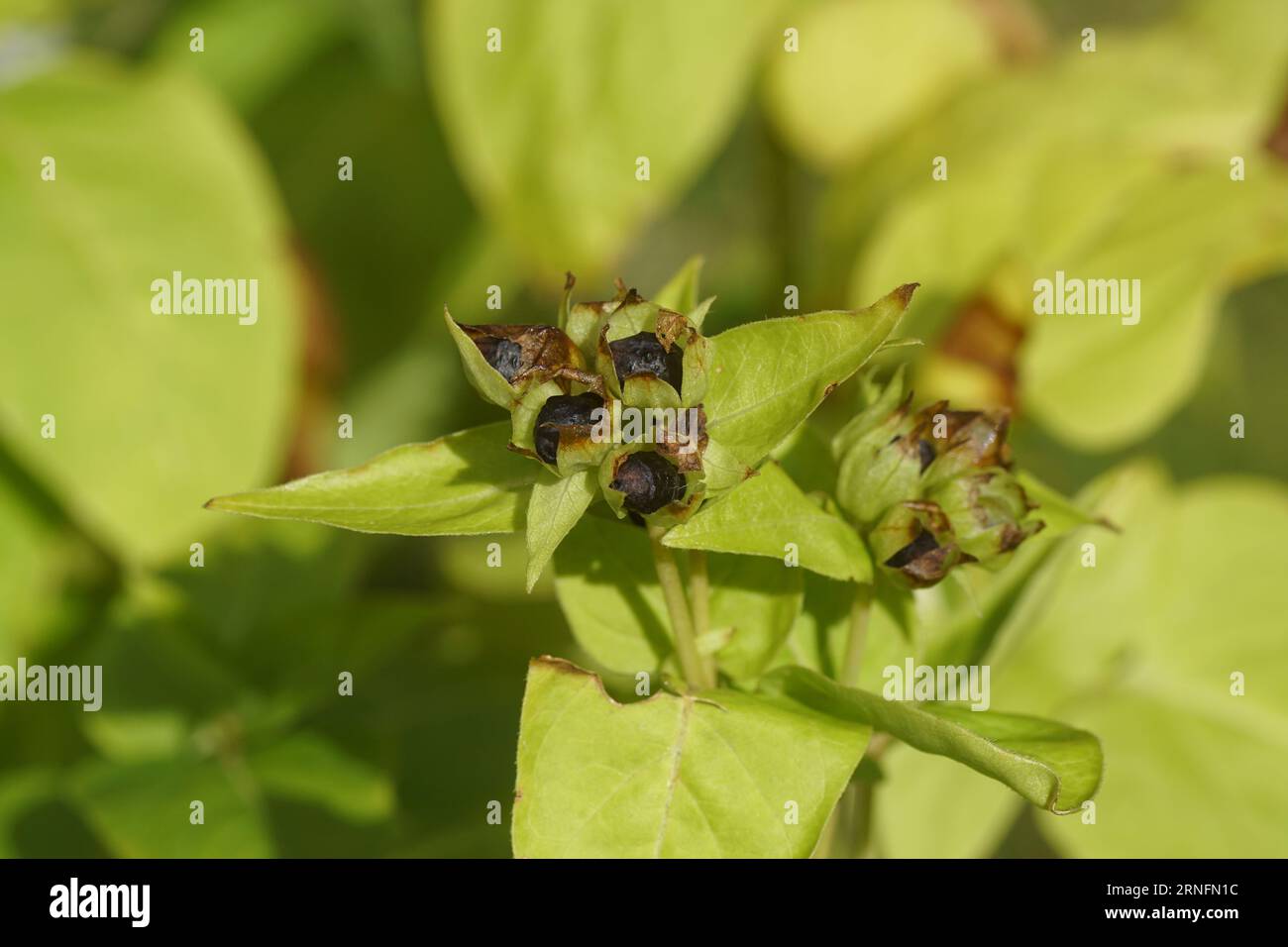 Closeup plants with black seeds of marvel of Peru, four o'clock flower ...