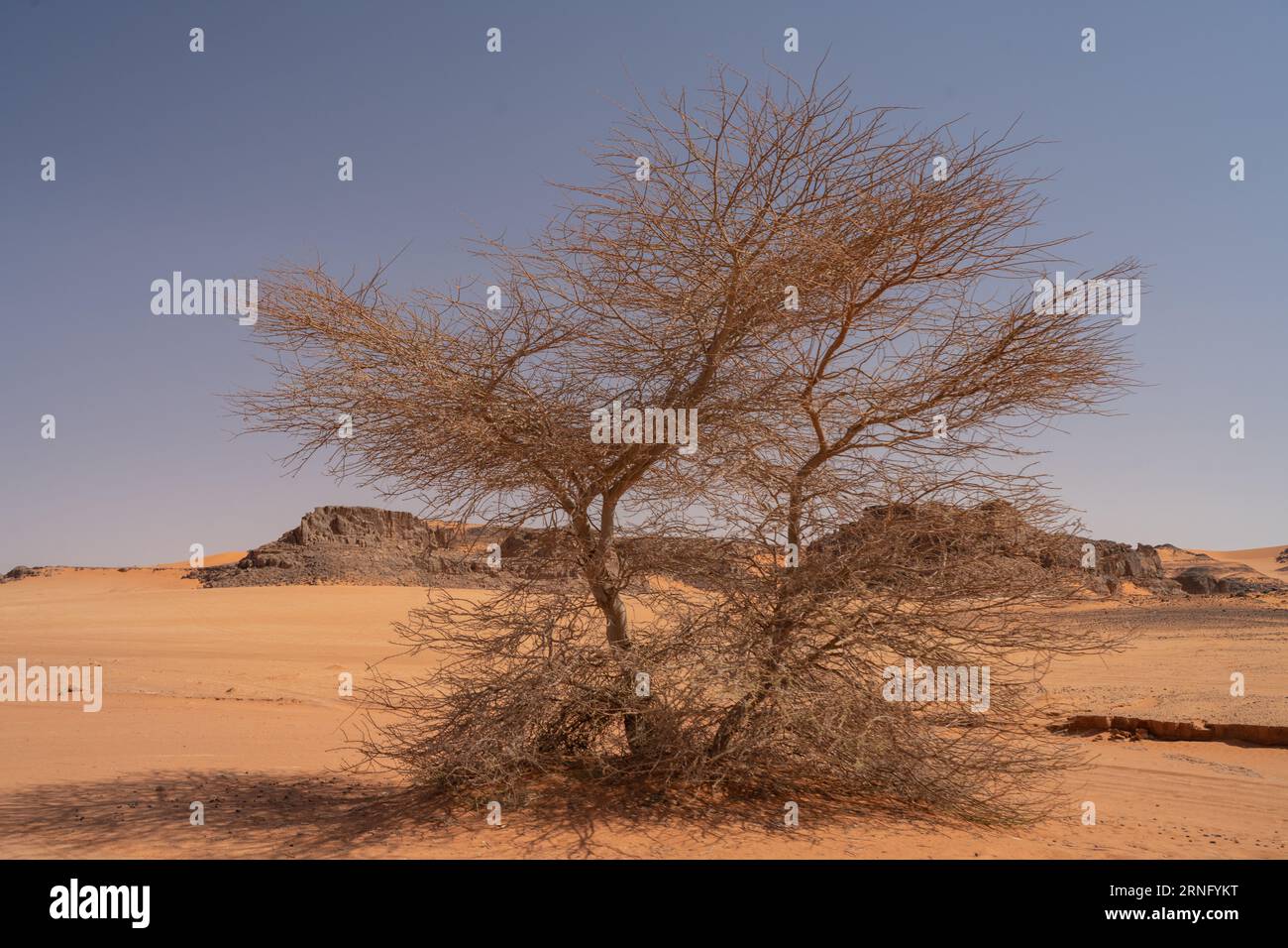 view in the Sahara desert of Tadrart rouge tassili najer in Djanet City ...