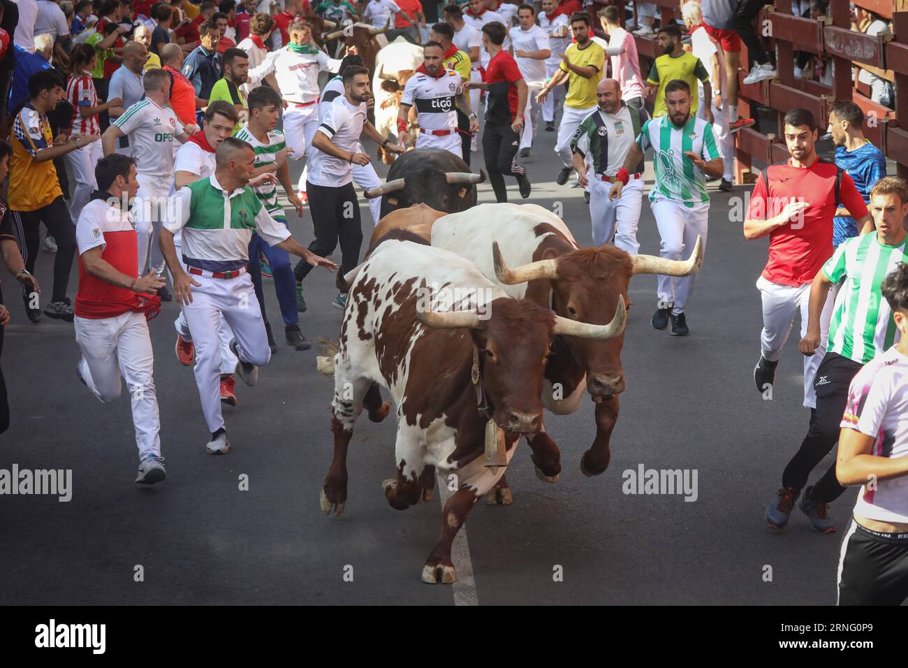 A group of runners surround a group of bulls during the bullfighting at ...