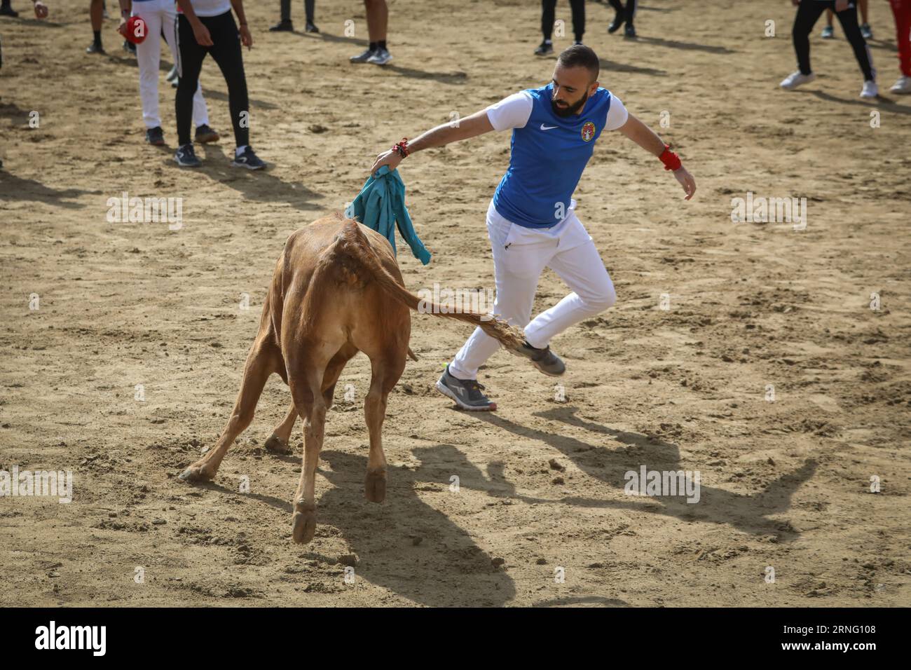 Bull chasing man hi-res stock photography and images - Alamy