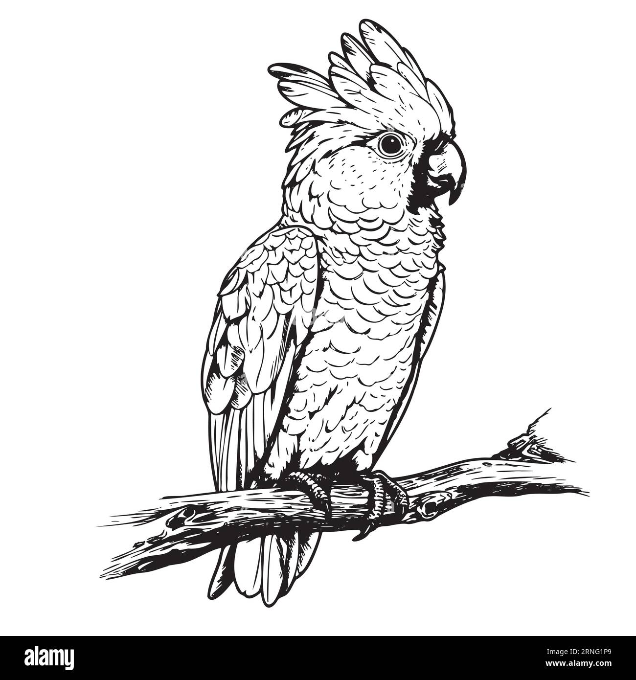 Cockatoo Parrot Hand Drawn Sketch Vector Illustration Birds Stock Vector Image And Art Alamy