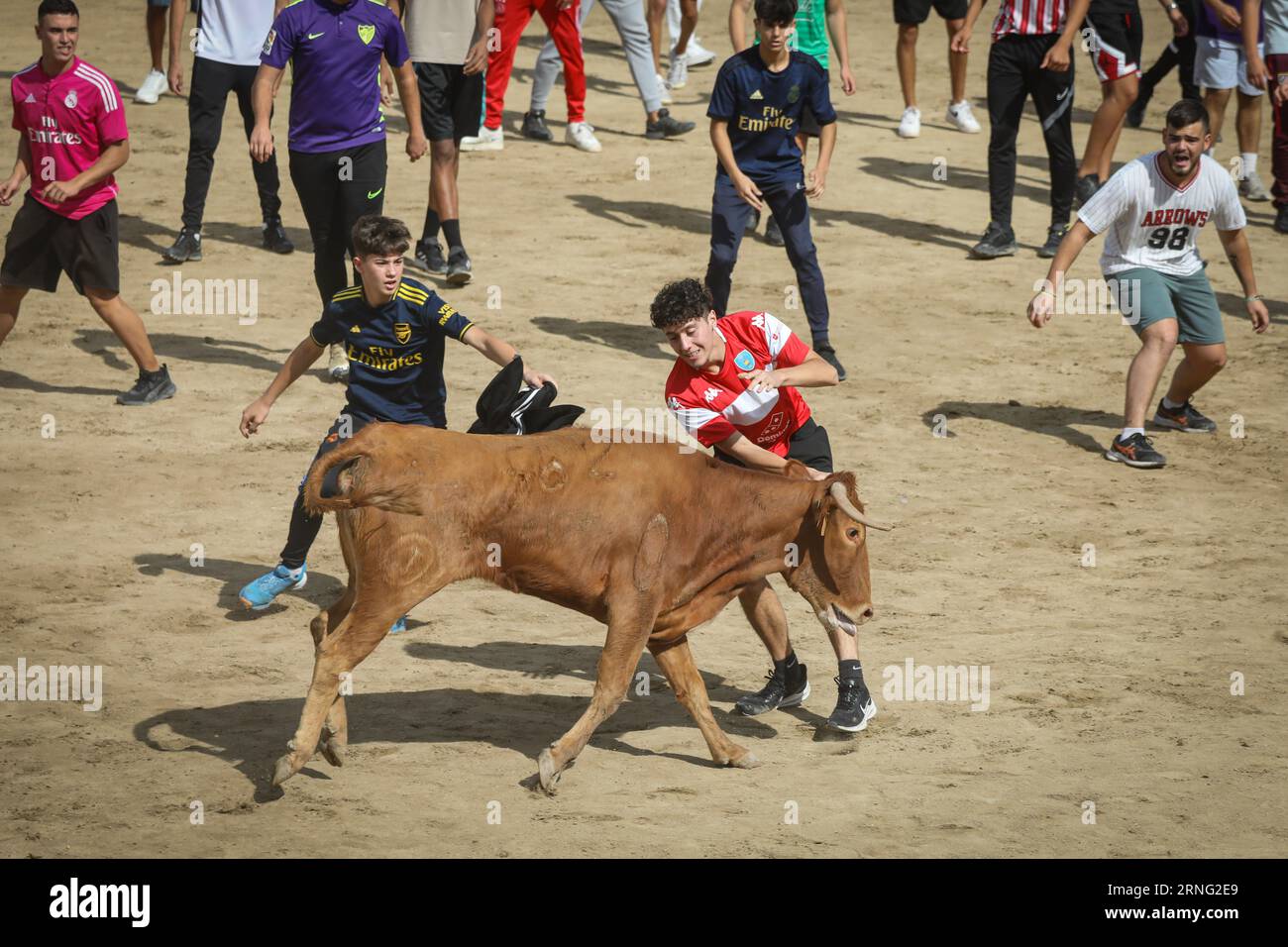 Bull running festivals hi-res stock photography and images - Alamy
