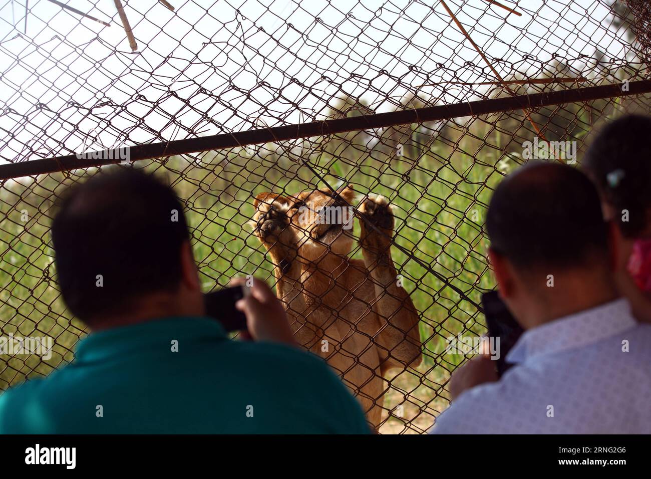 Tourists take photos of a lion at Africa Safari Park in Alexandria ...