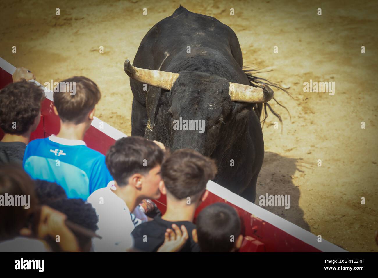 Madrid, Spain. 1st Sep, 2023. A bull observes the bullfighters behind ...