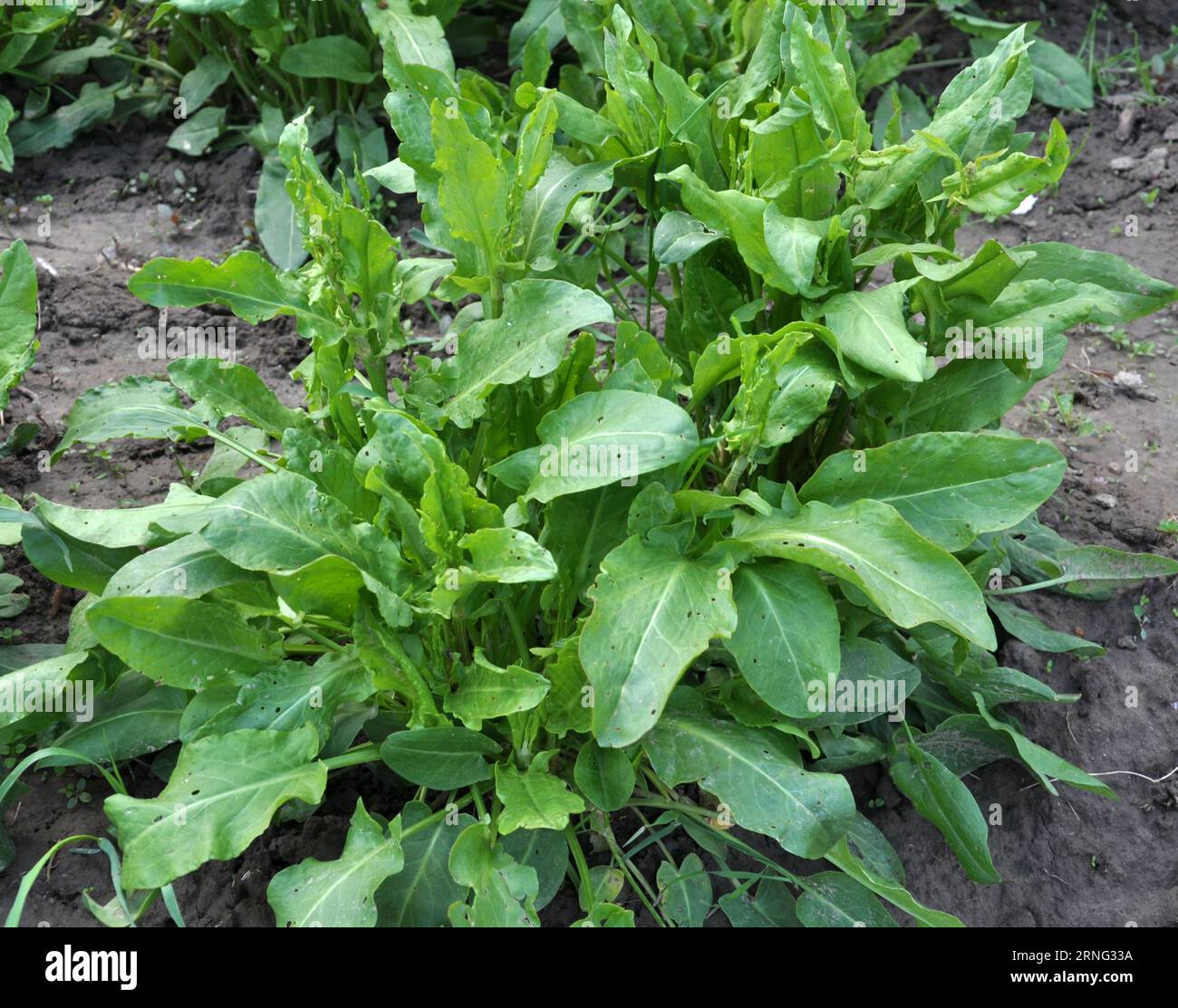 Sorrel grows in open organic soil in the garden Stock Photo - Alamy