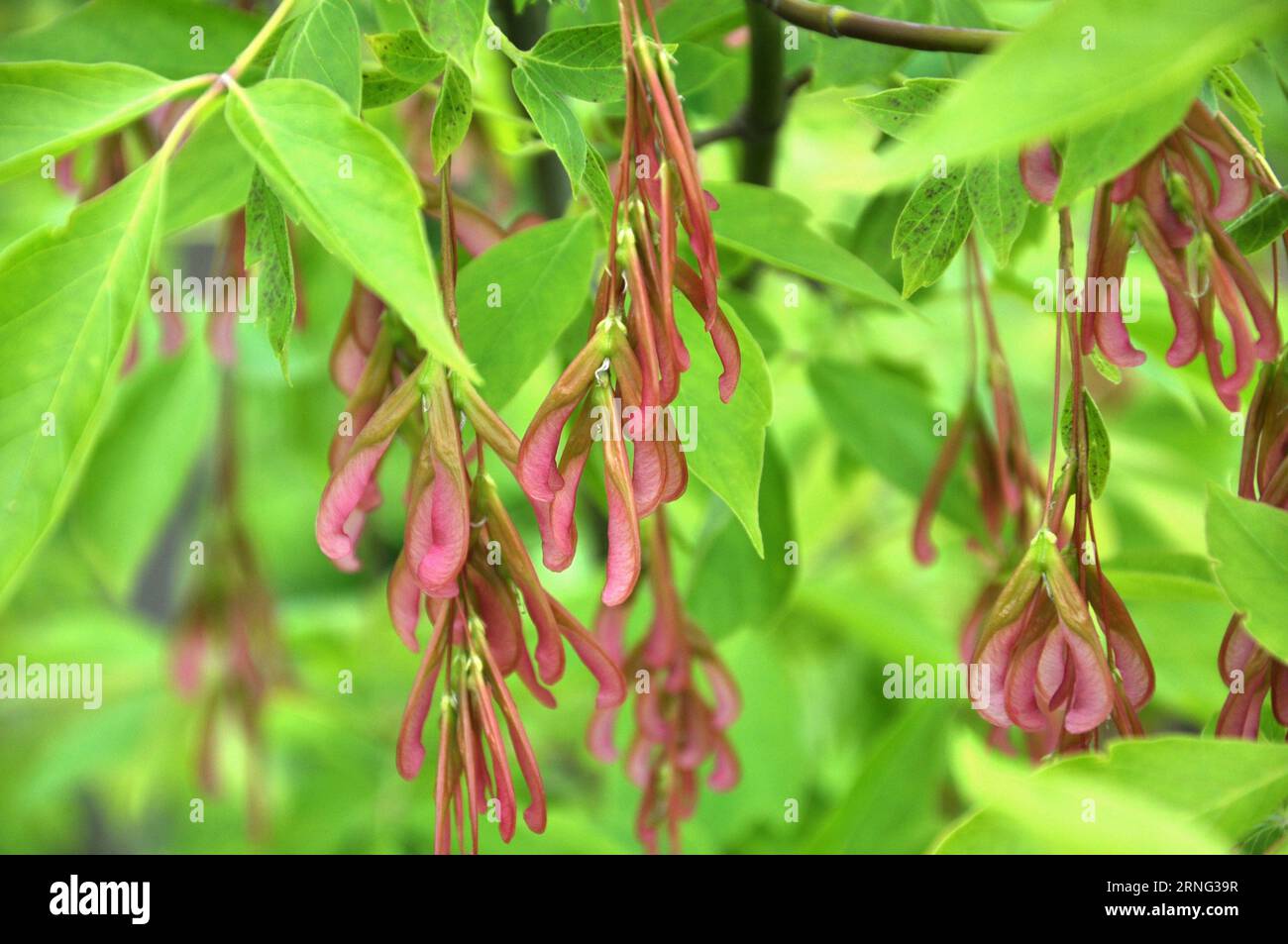 Beautiful maple tree samara hi-res stock photography and images - Alamy