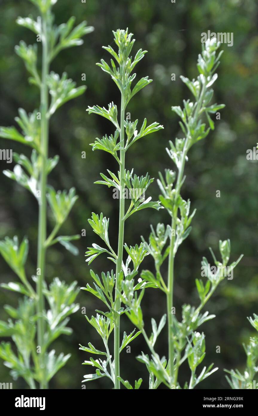 Bitter wormwood (Artemisia absinthium) bush grows in the wild Stock ...