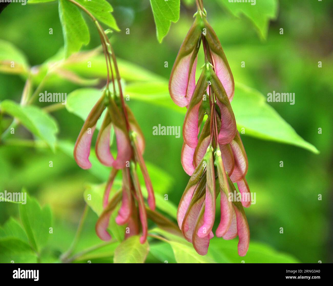 Acer negundo hi-res stock photography and images - Alamy