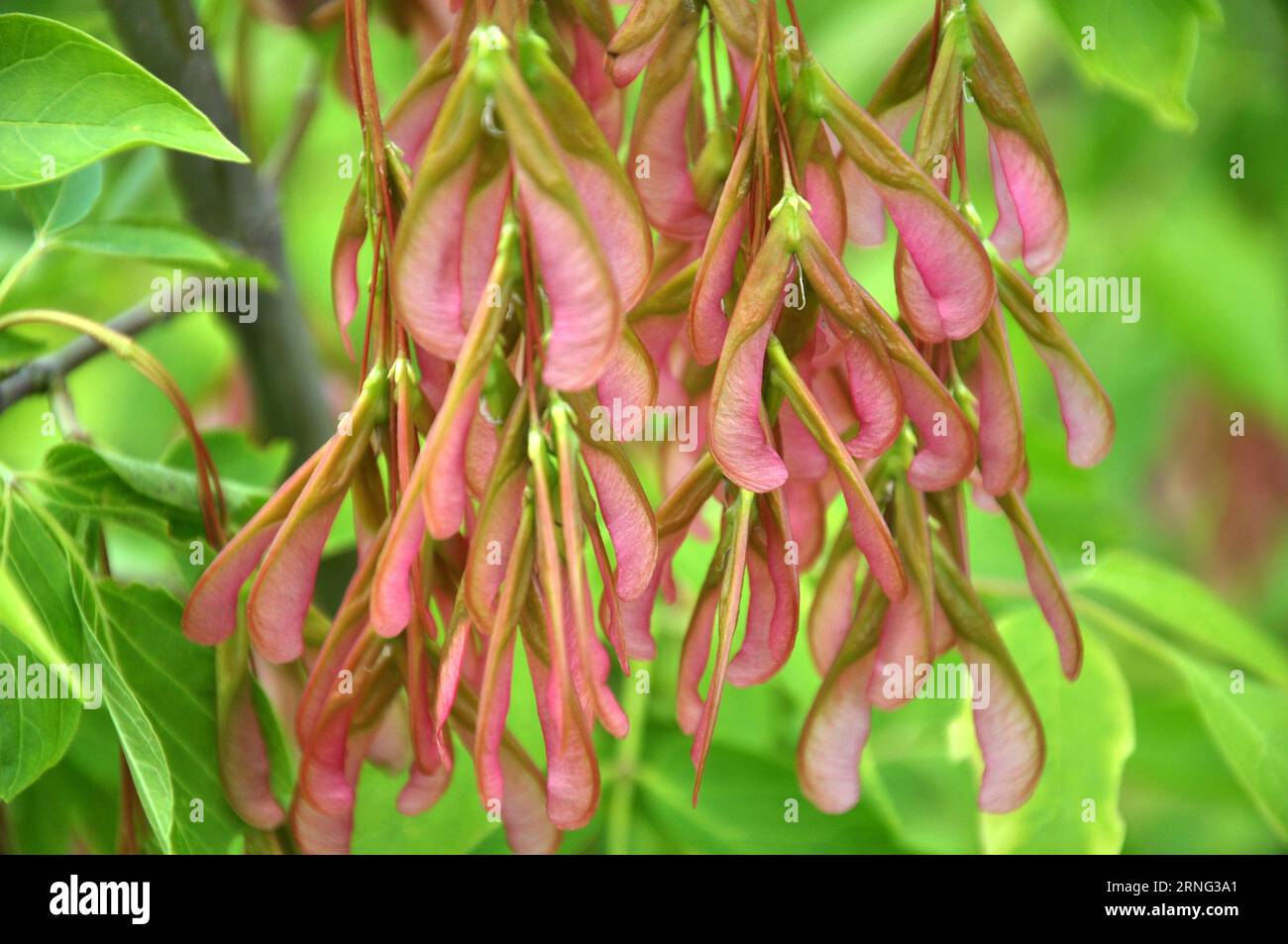 Young box elder acer hi-res stock photography and images - Alamy