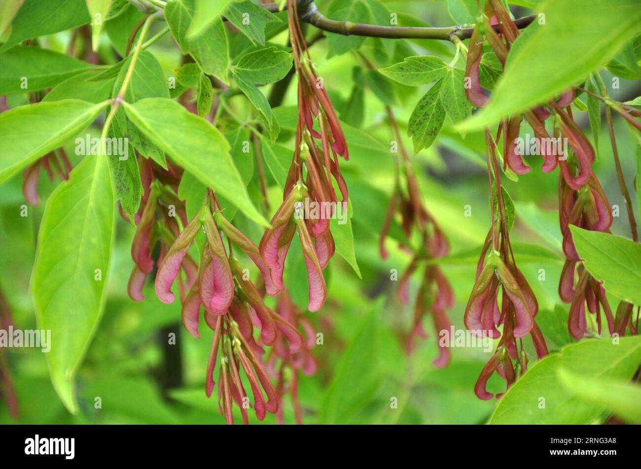 Maple (Acer negundo) grows in the wild Stock Photo - Alamy