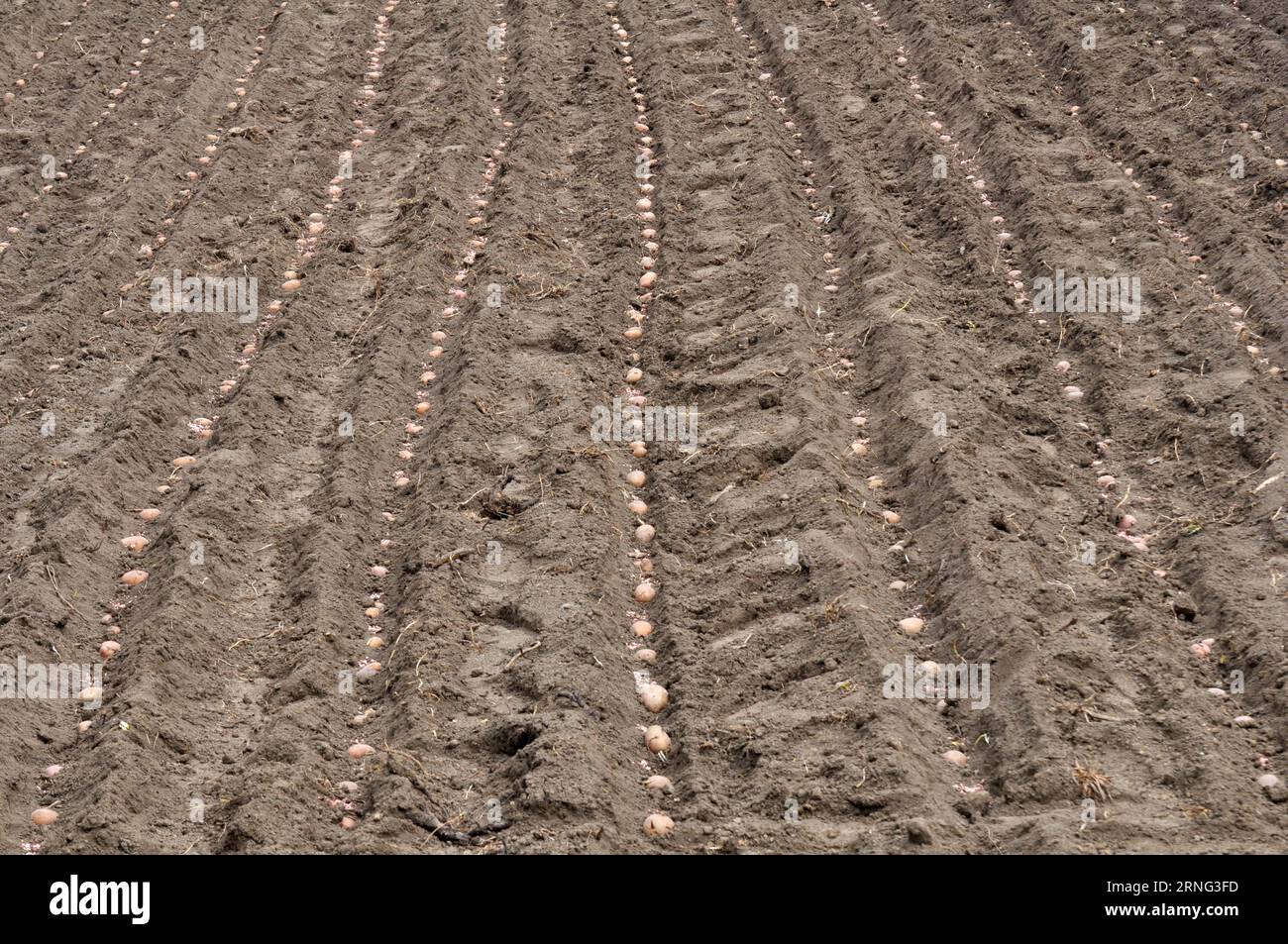 Seeding the ground hi-res stock photography and images - Alamy