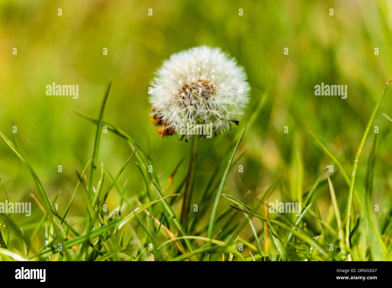 Dandelion crown hi-res stock photography and images - Alamy