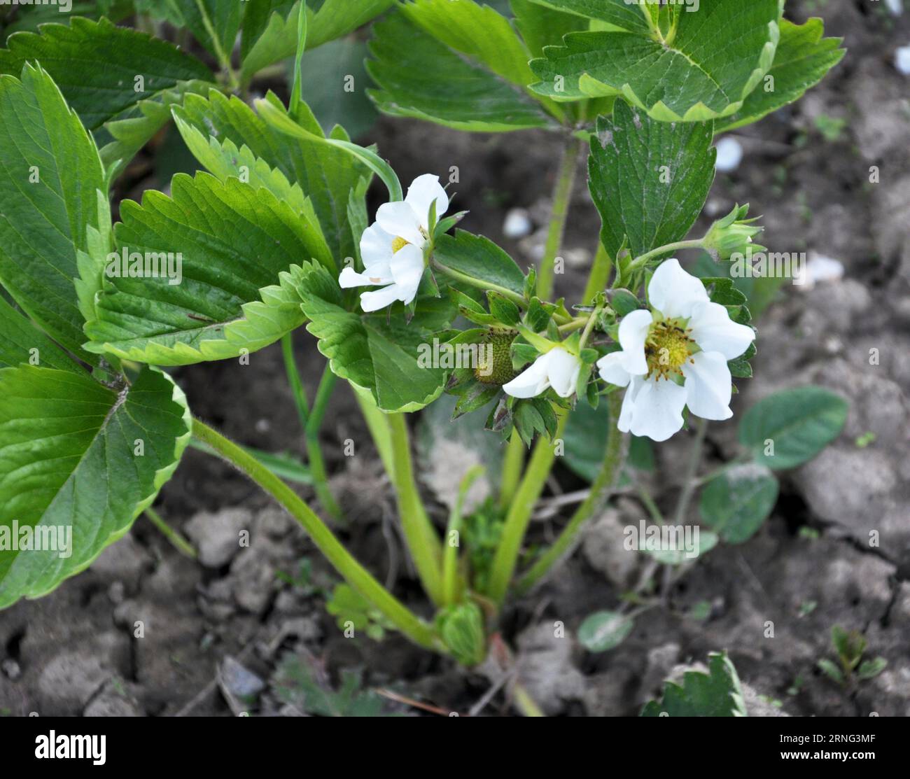 Strawberries plant hi-res stock photography and images - Alamy