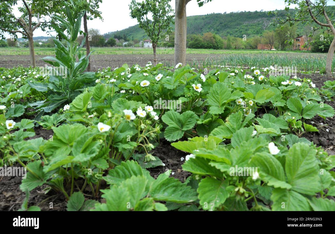 Strawberries plant hi-res stock photography and images - Alamy