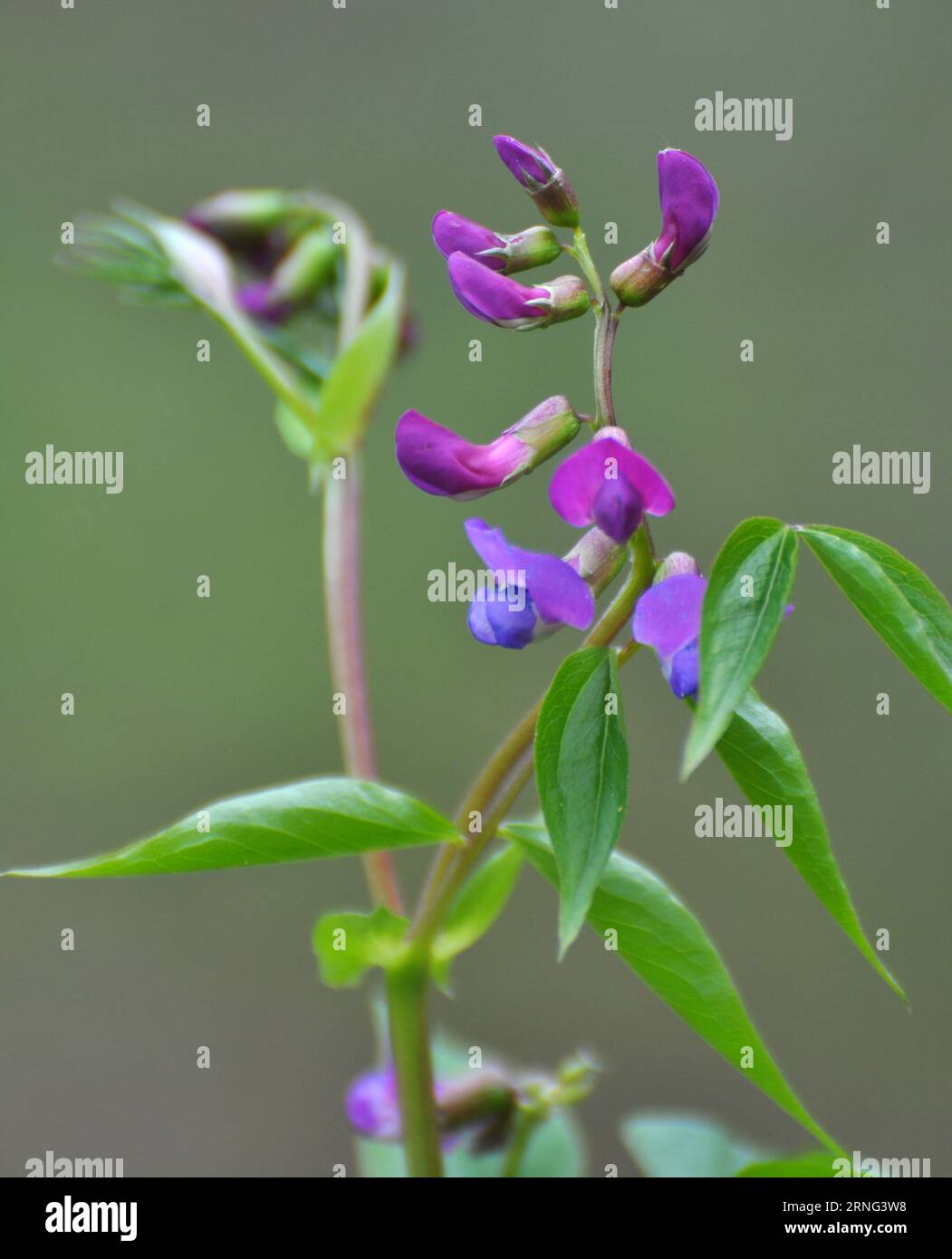 Lathyrus vernus spring vetchling hi-res stock photography and images ...