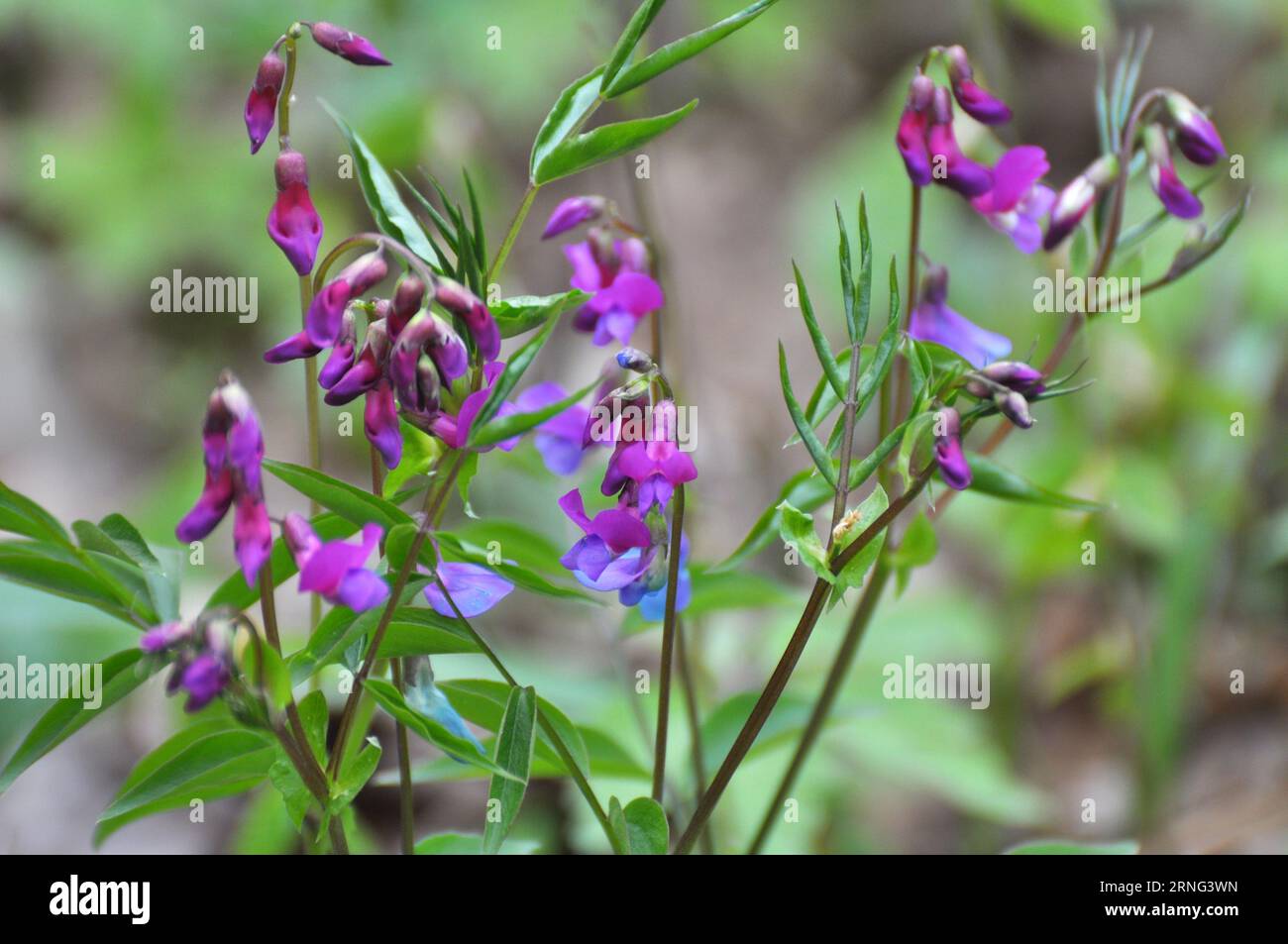Spring in the wild in the forest blooms Lathyrus vernus Stock Photo - Alamy