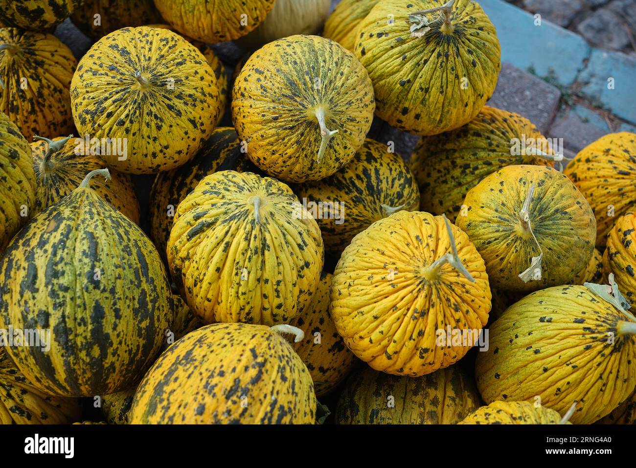 Pre-sale preparation of harvested delicious melons Stock Photo - Alamy