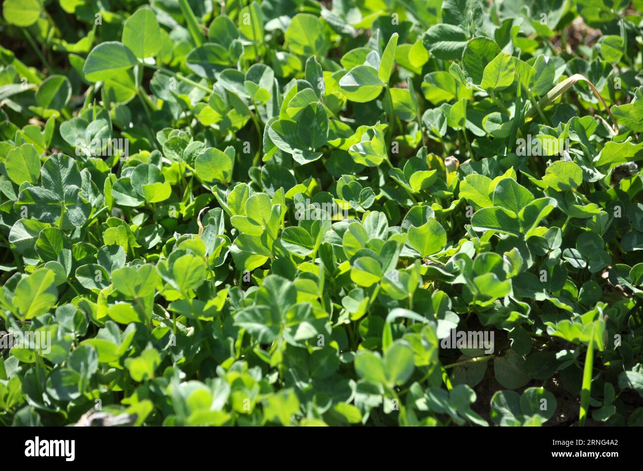 Clover harvesting hi-res stock photography and images - Alamy