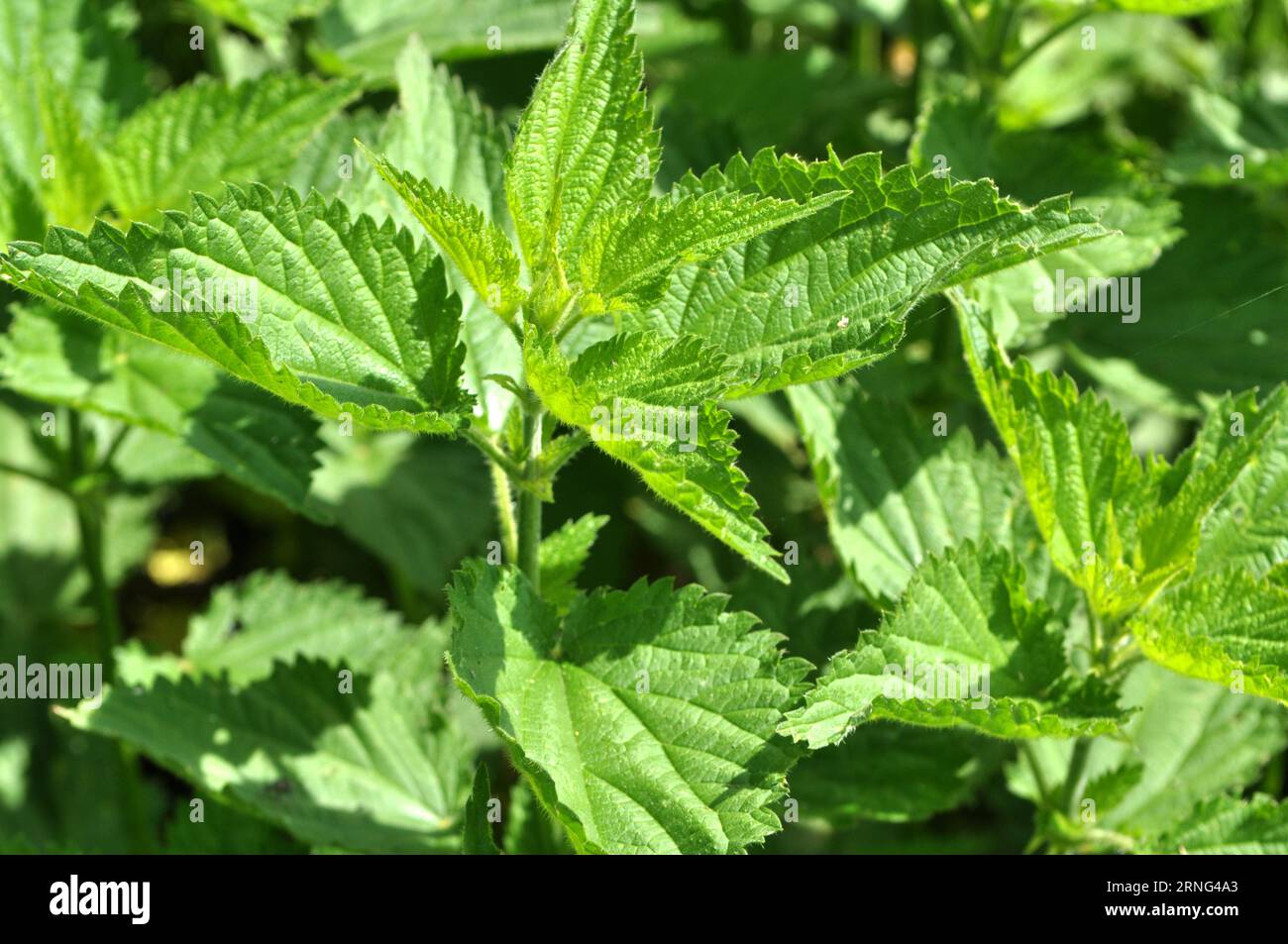 The nettle dioecious (Urtica dioica) with green leaves grows in natural ...