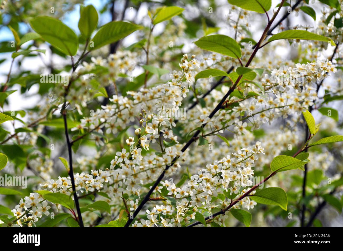 In spring, bird-cherry tree (Prunus padus) grows and blooms in nature ...