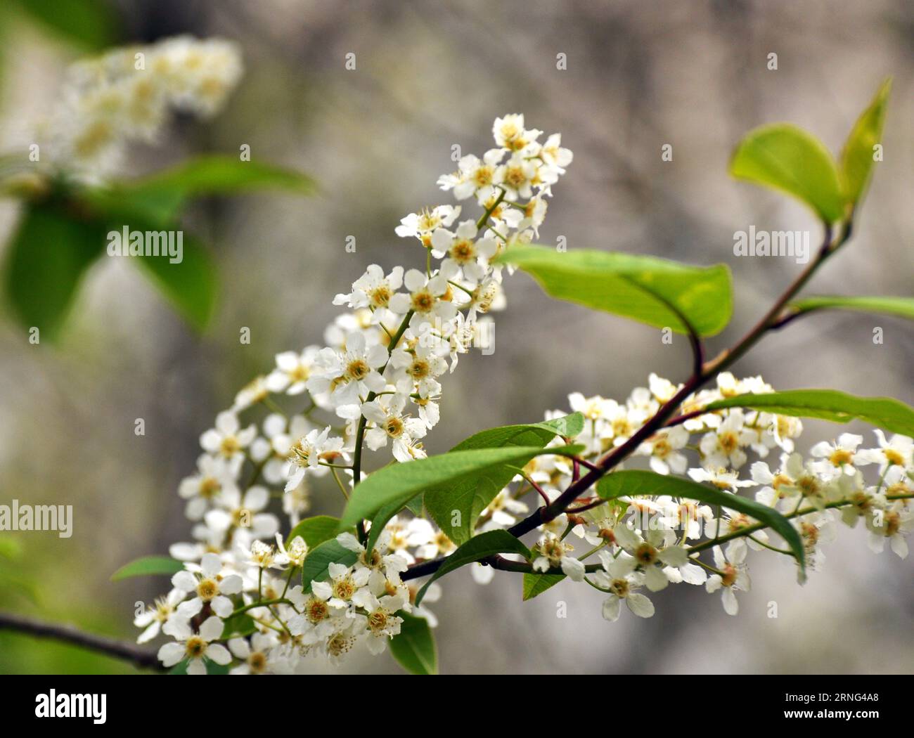 In spring, bird-cherry tree (Prunus padus) grows and blooms in nature ...