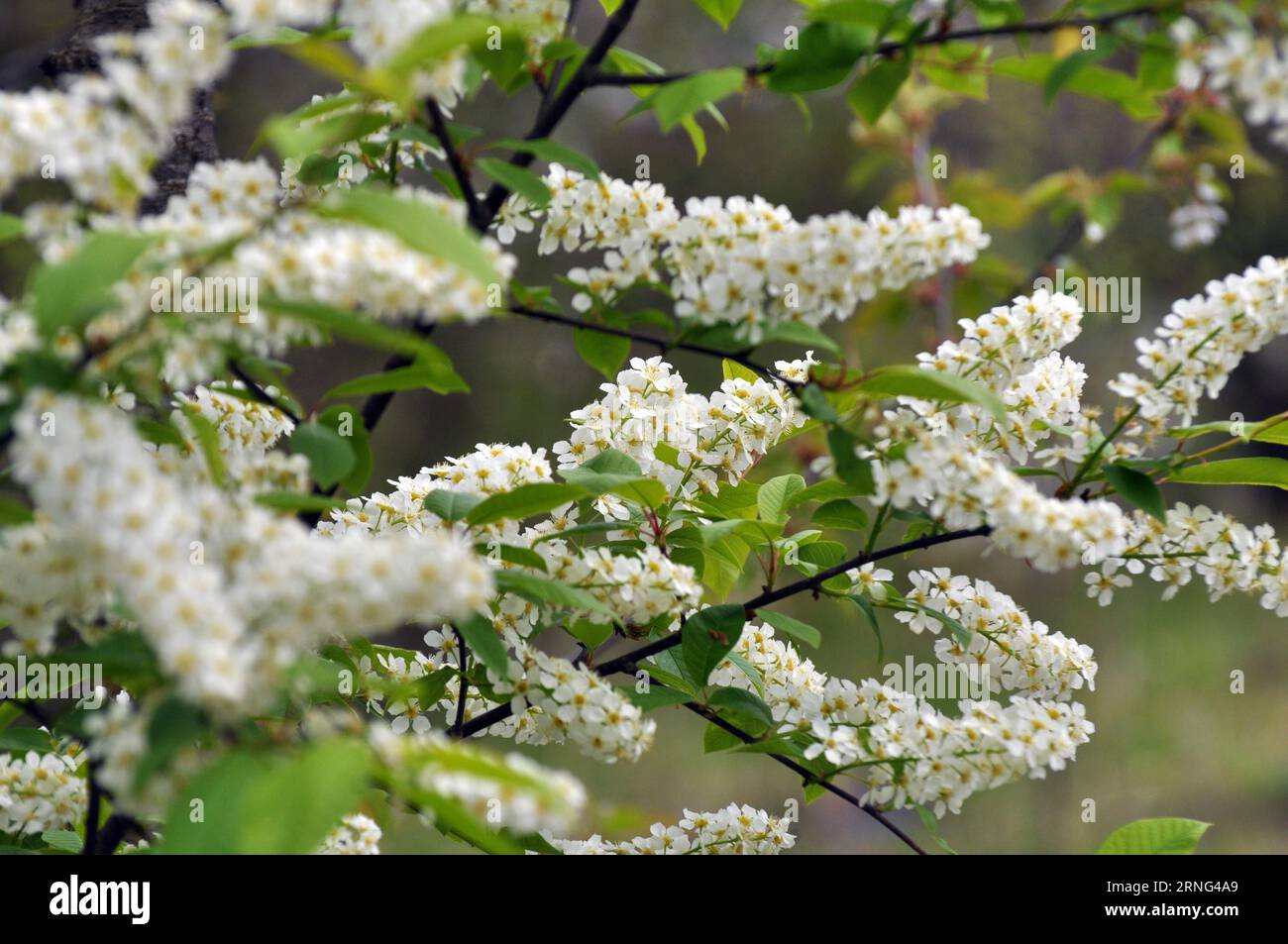In spring, bird-cherry tree (Prunus padus) grows and blooms in nature ...