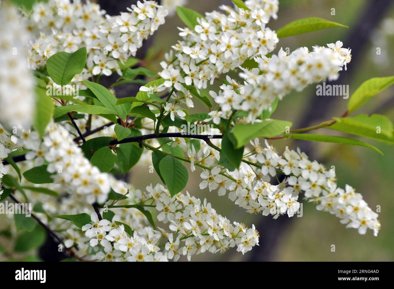 In spring, bird-cherry tree (Prunus padus) grows and blooms in nature ...