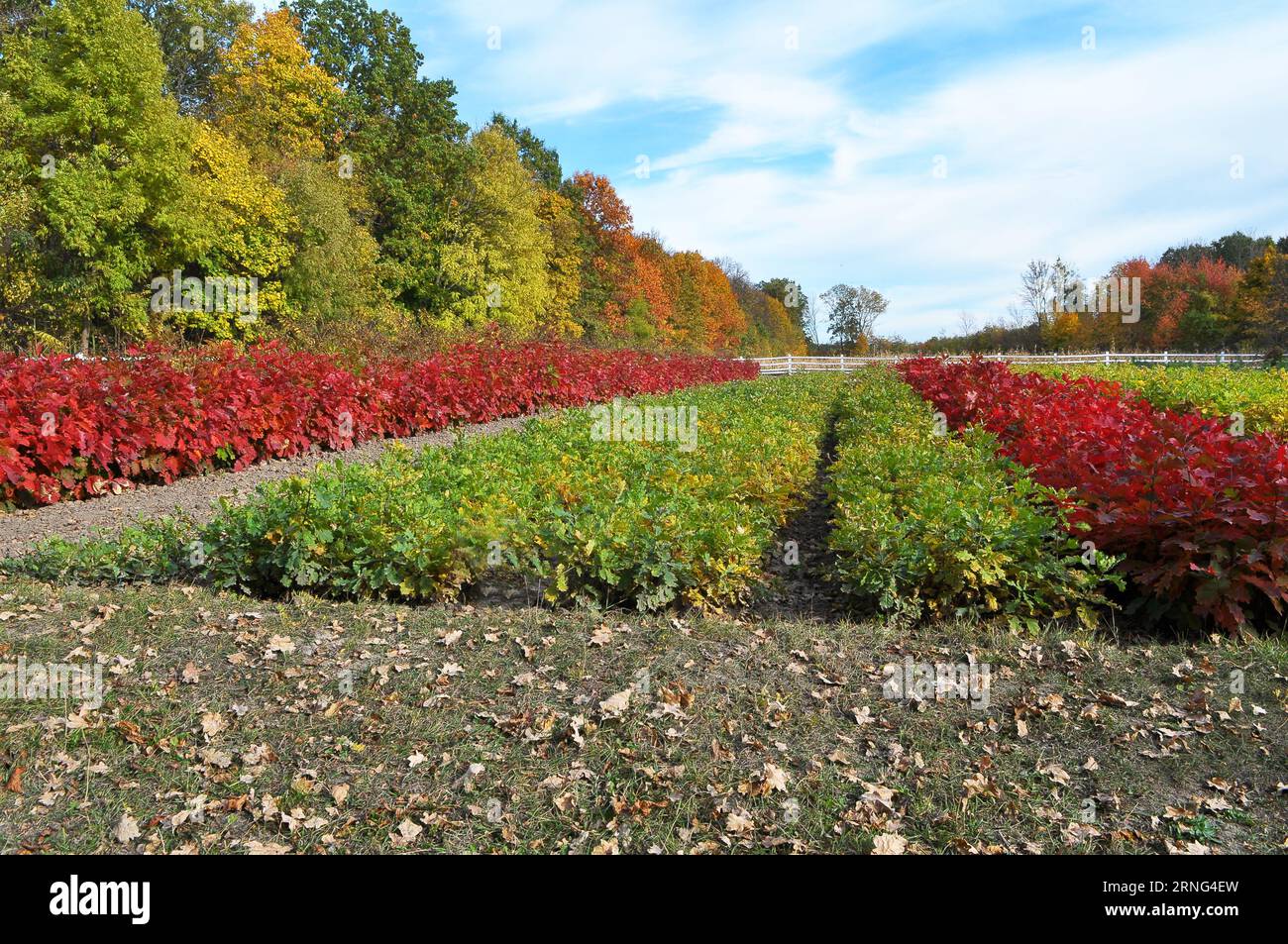 Nursery trees hi-res stock photography and images - Alamy