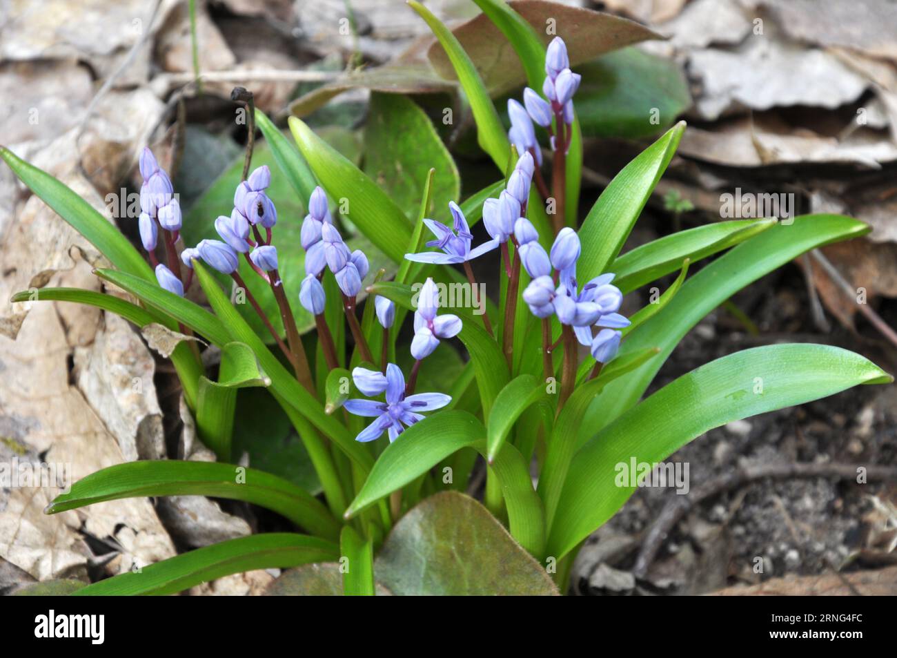 In the spring in the forest in the wild blooms snowdrop bifoliate ...